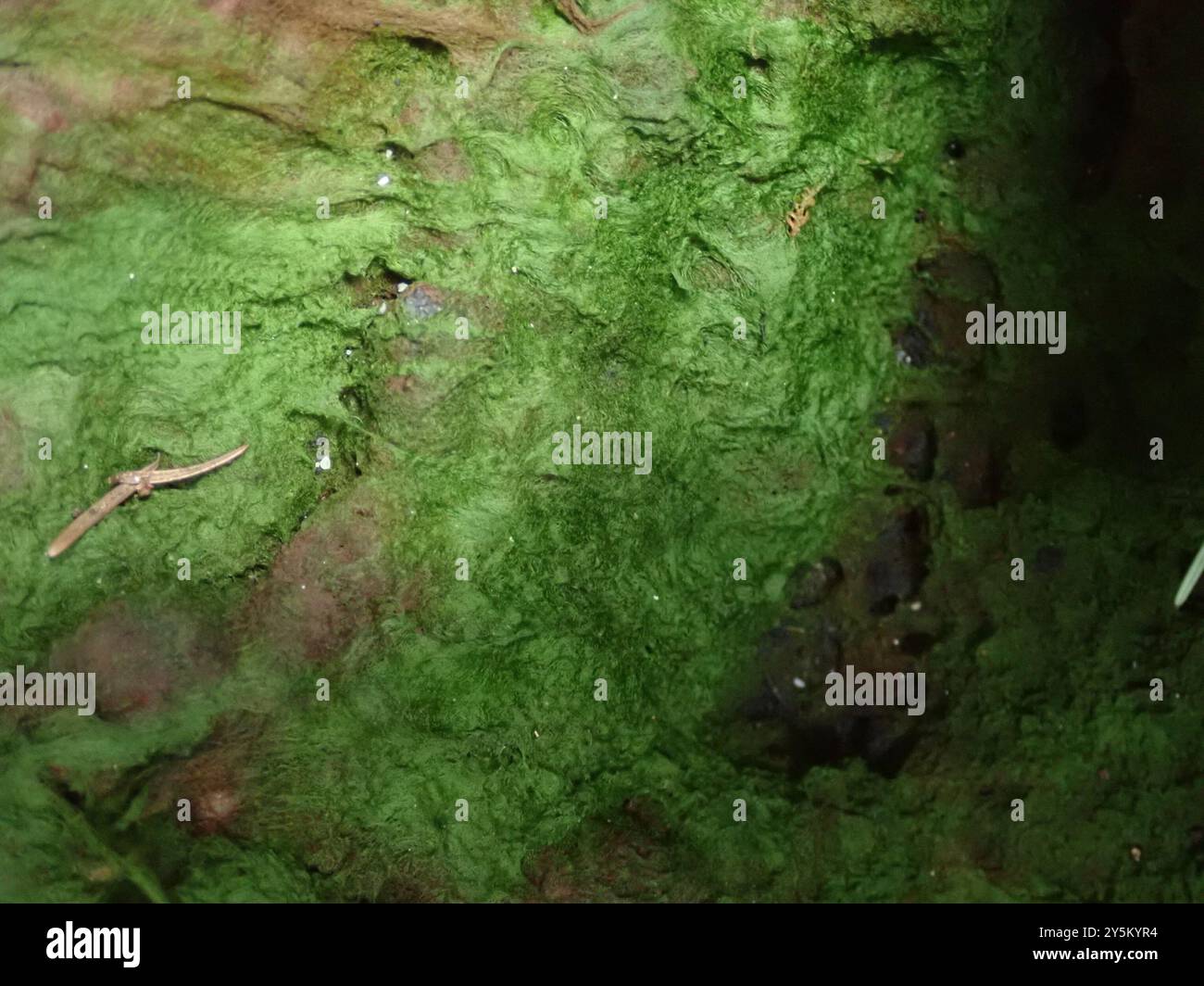 (Rhizoclonium riparium) Plantae Stock Photo - Alamy