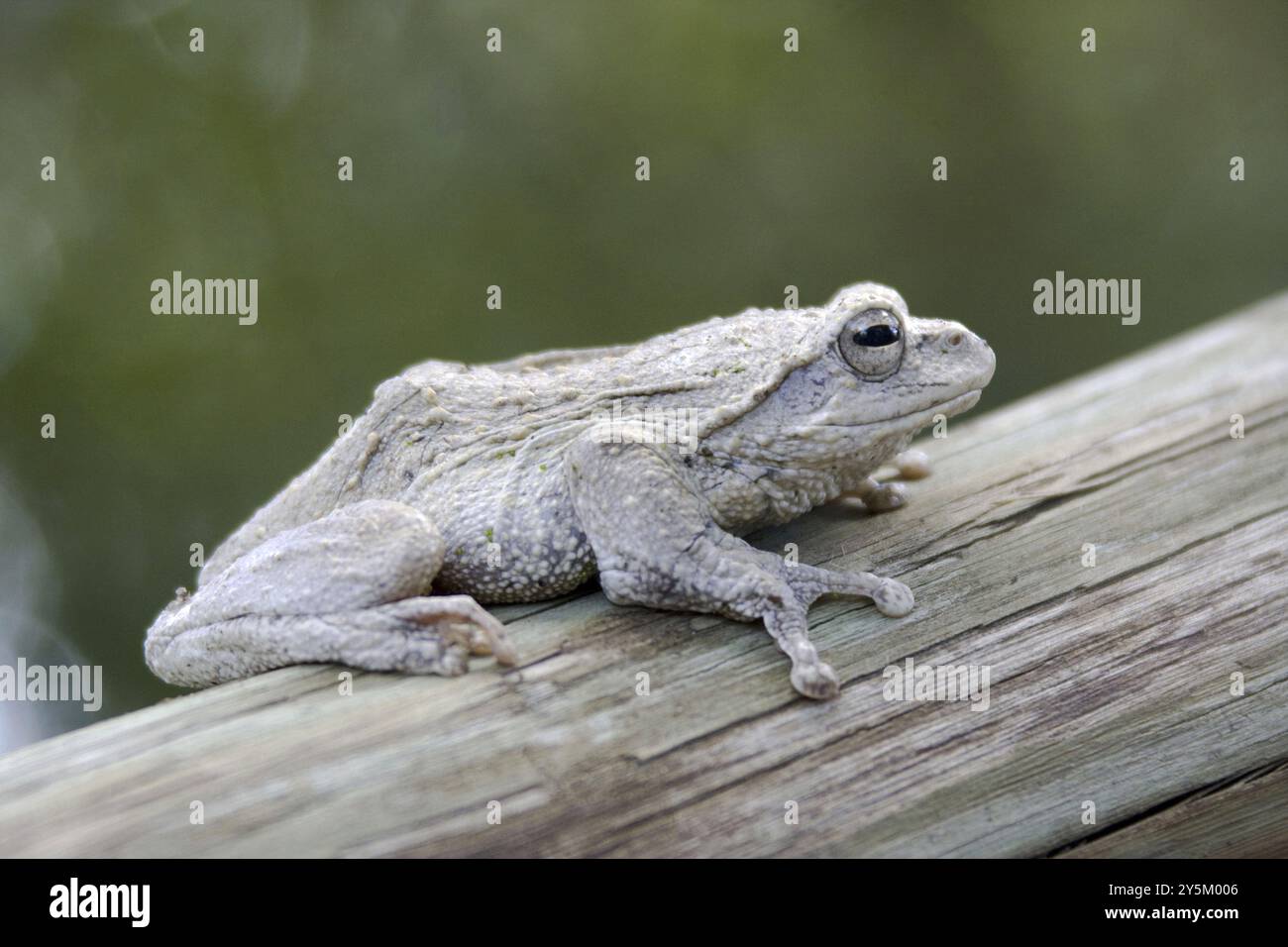 Tree frog, (Chiromantis xerampelina), sitting on wooden railing, Kwando ...