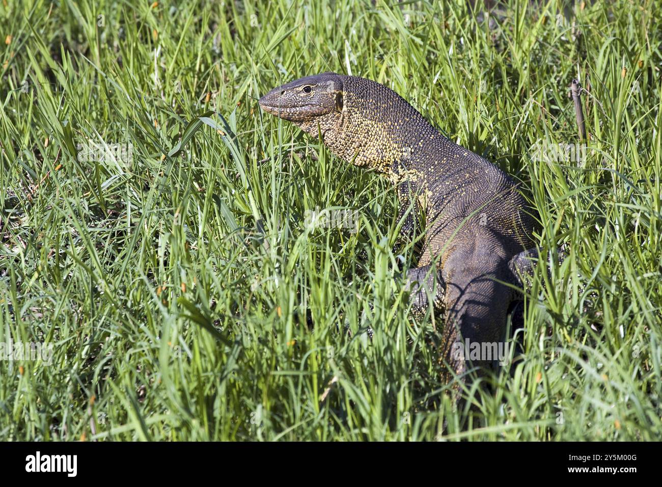 Nile monitor lizard, (Waranus niloticus), Mahango NP, Caprivi, Namibia ...