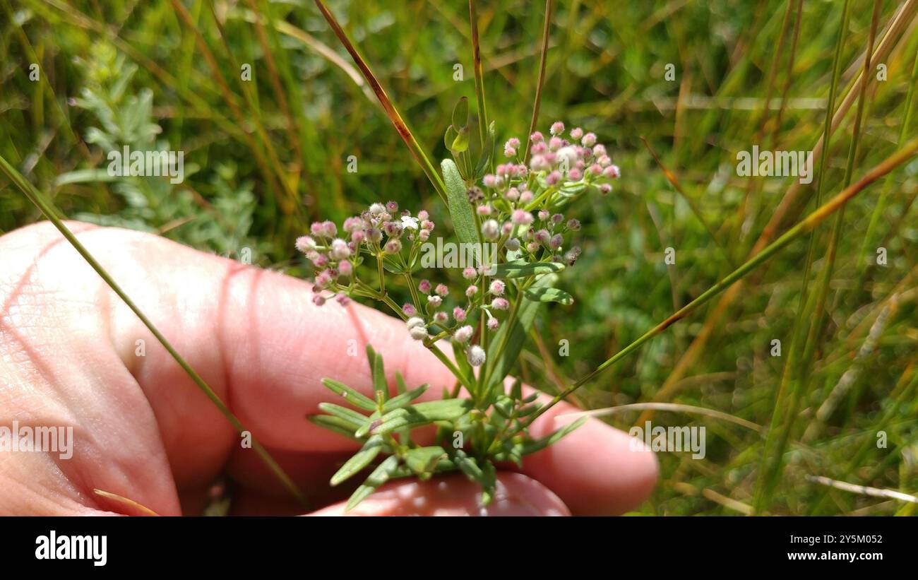 Northern Bedstraw (Galium boreale) Plantae Stock Photo - Alamy