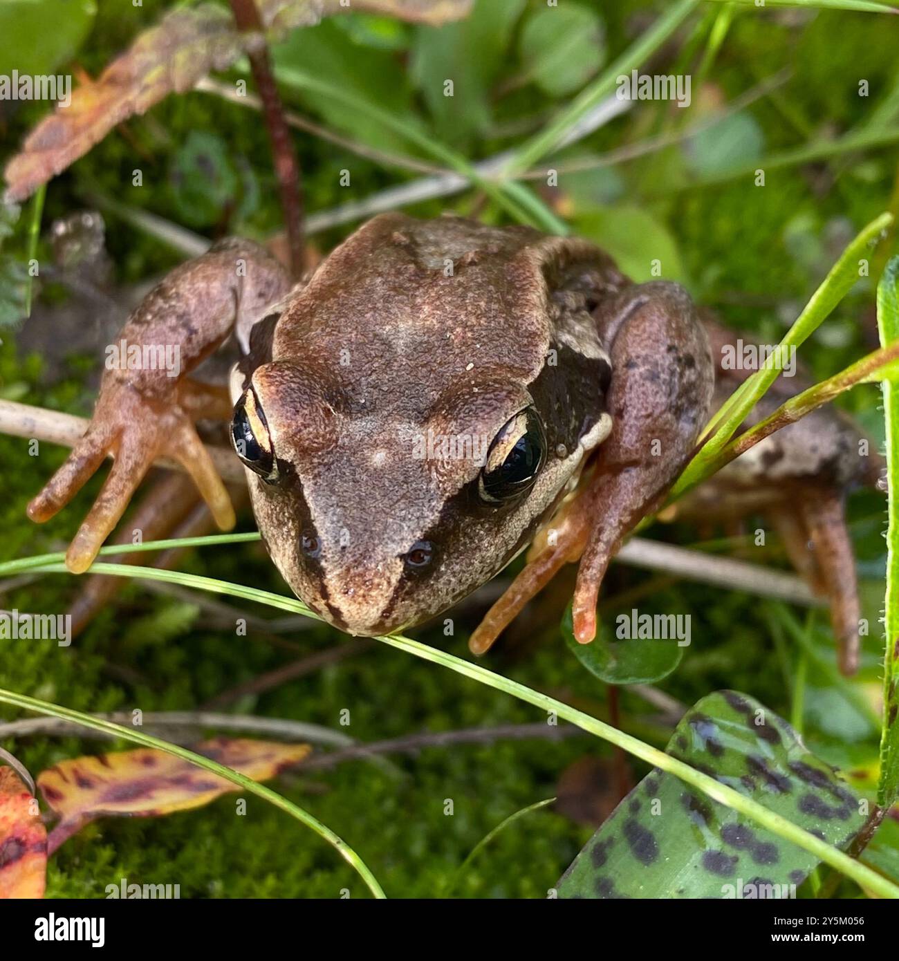 European Common Frog (Rana temporaria) Amphibia Stock Photo - Alamy