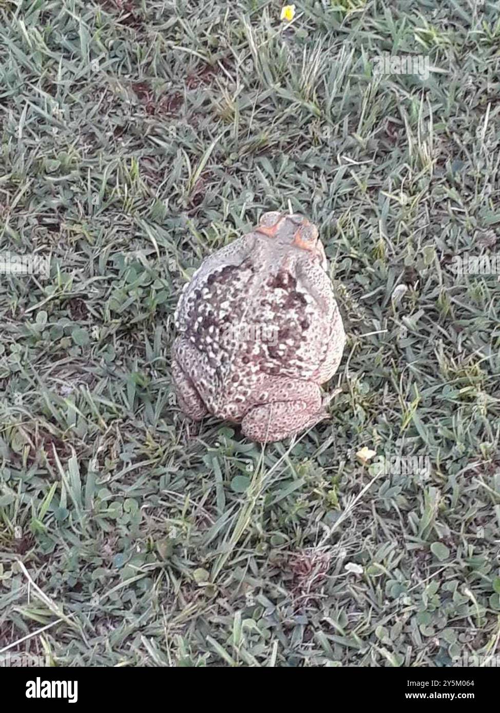 Cururu Toad (Rhinella diptycha) Amphibia Stock Photo - Alamy