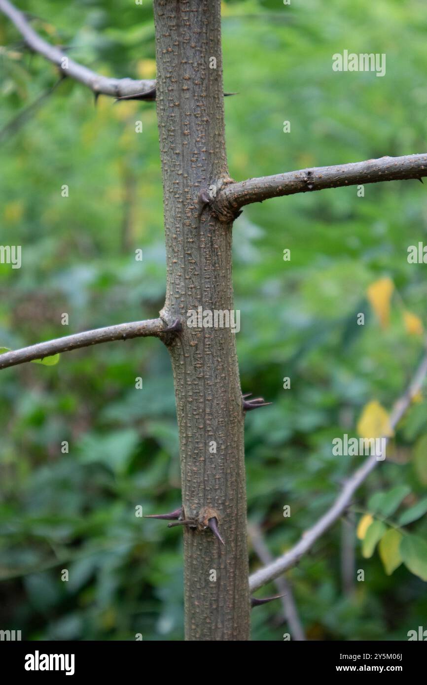 black locust (Robinia pseudoacacia) Plantae Stock Photo - Alamy