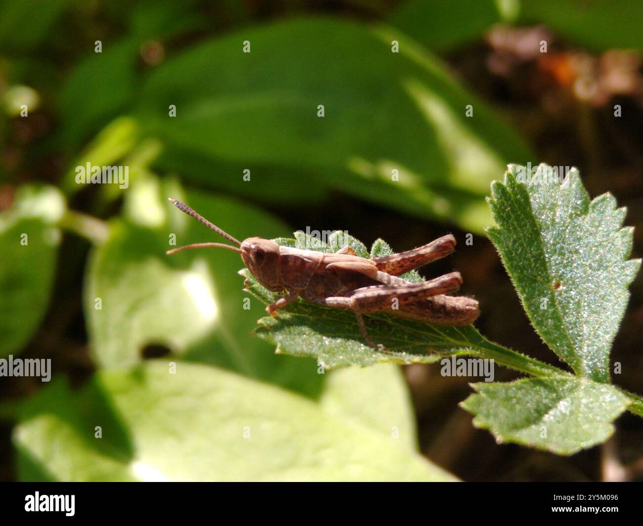 Rufous Grasshopper (Gomphocerippus rufus) Insecta Stock Photo - Alamy