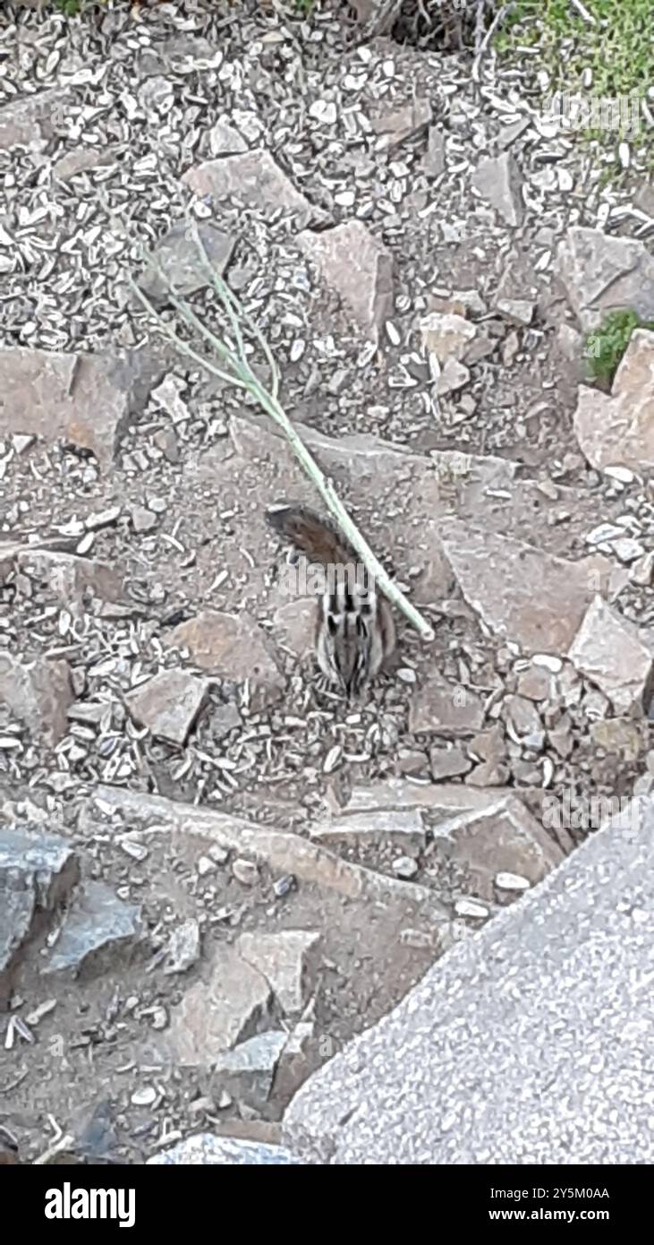 Western Chipmunks (Neotamias) Mammalia Stock Photo - Alamy