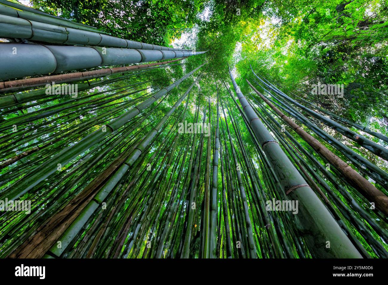 The famous tall bamboo forest of Arashiyama, Kyoto, Japan Stock Photo ...
