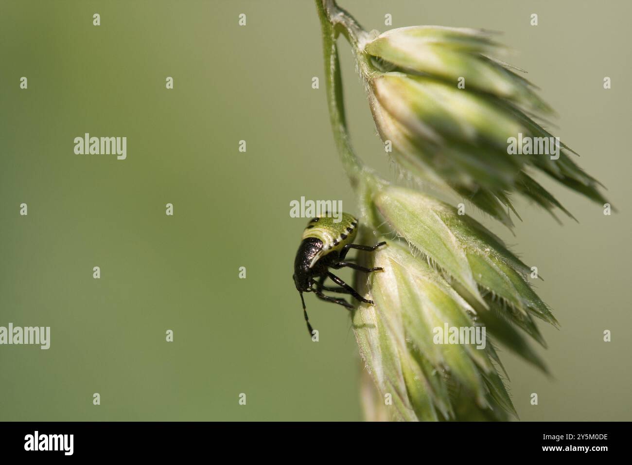 Larva of the Green shield bug Stock Photo - Alamy