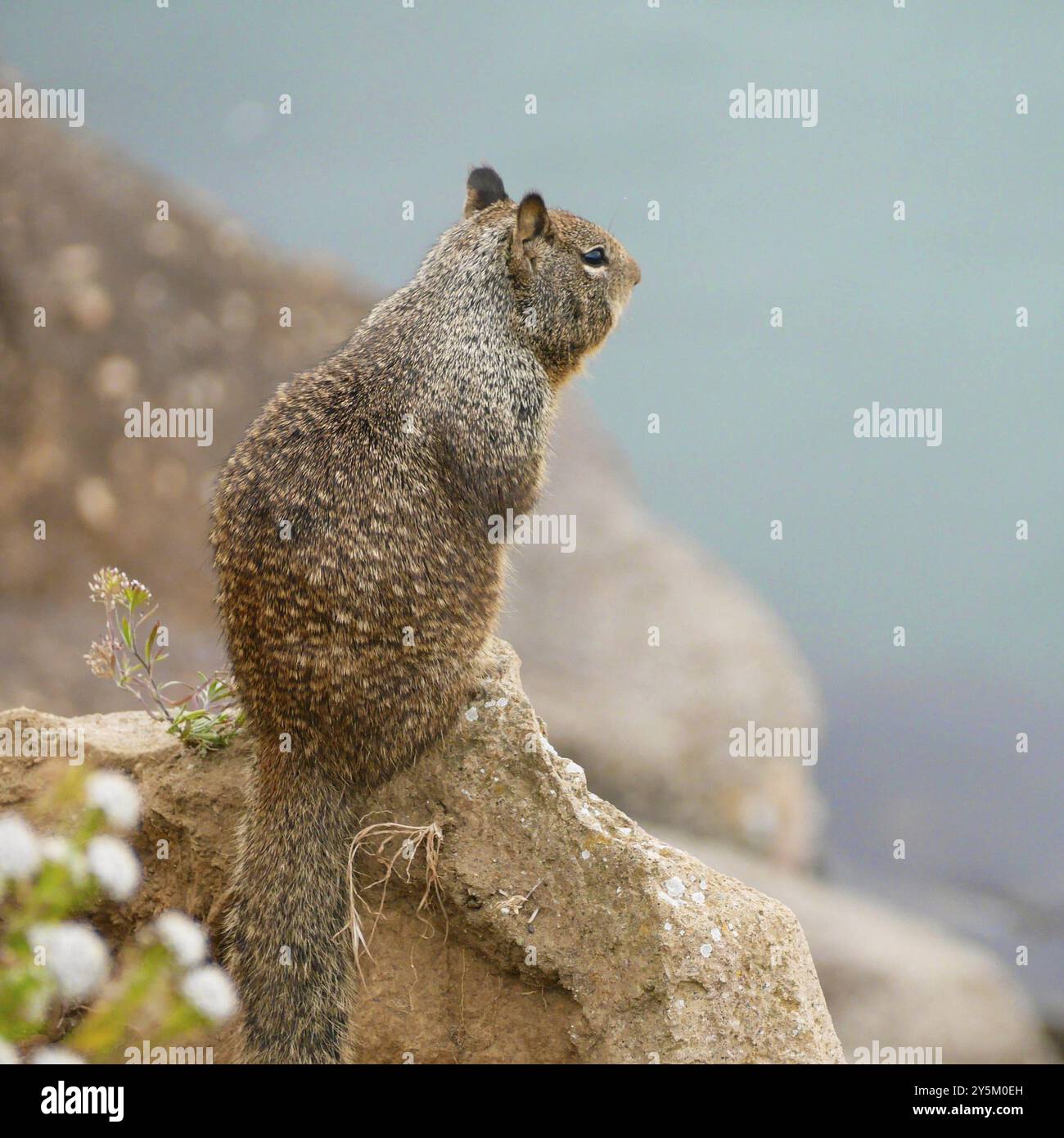Squirrel rear view hi-res stock photography and images - Alamy