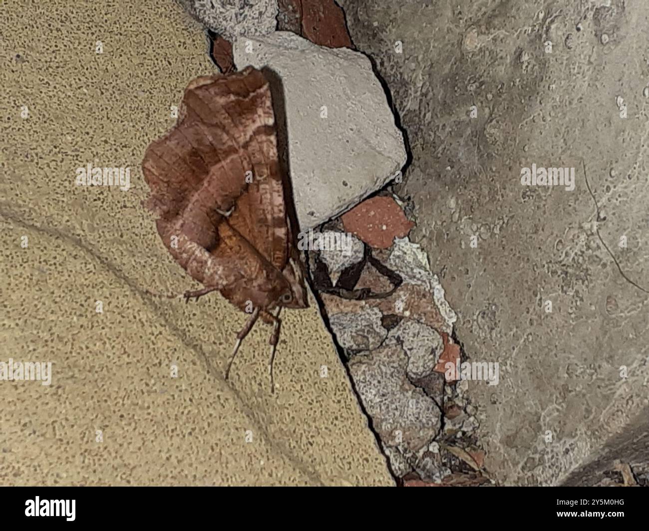 Early Thorn (Selenia dentaria) Insecta Stock Photo - Alamy