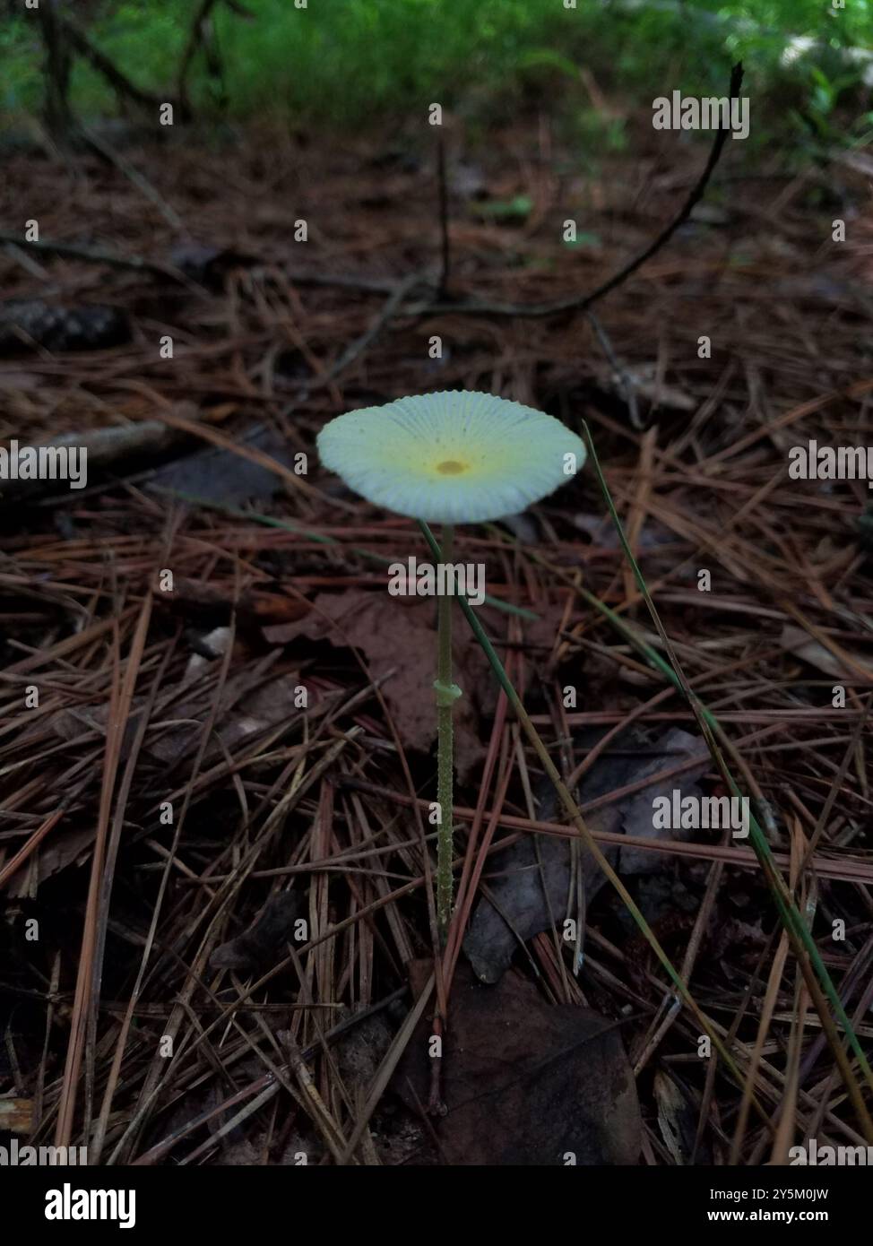 Fragile Dapperling (Leucocoprinus fragilissimus) Fungi Stock Photo - Alamy