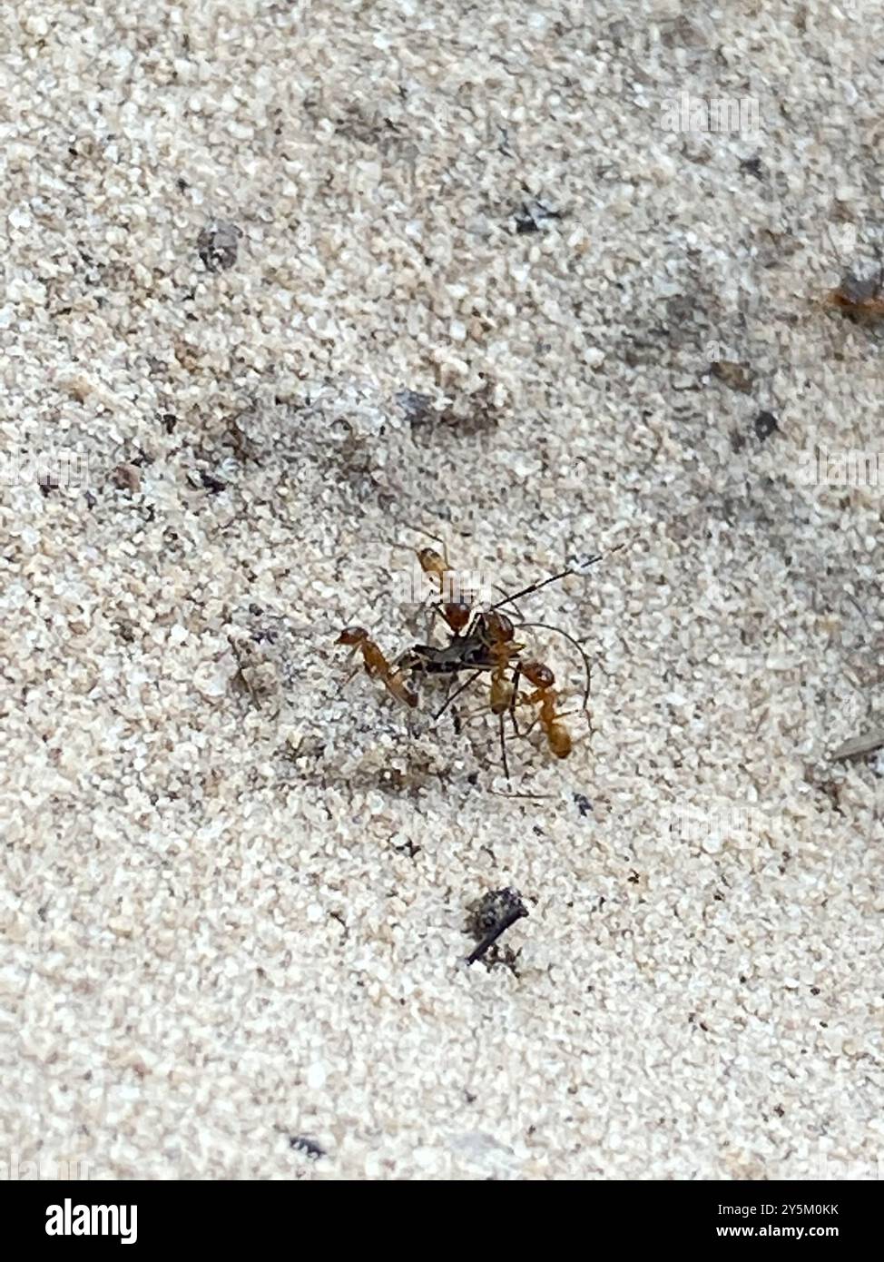 Yellow Pyramid Ant (Dorymyrmex flavus) Insecta Stock Photo - Alamy