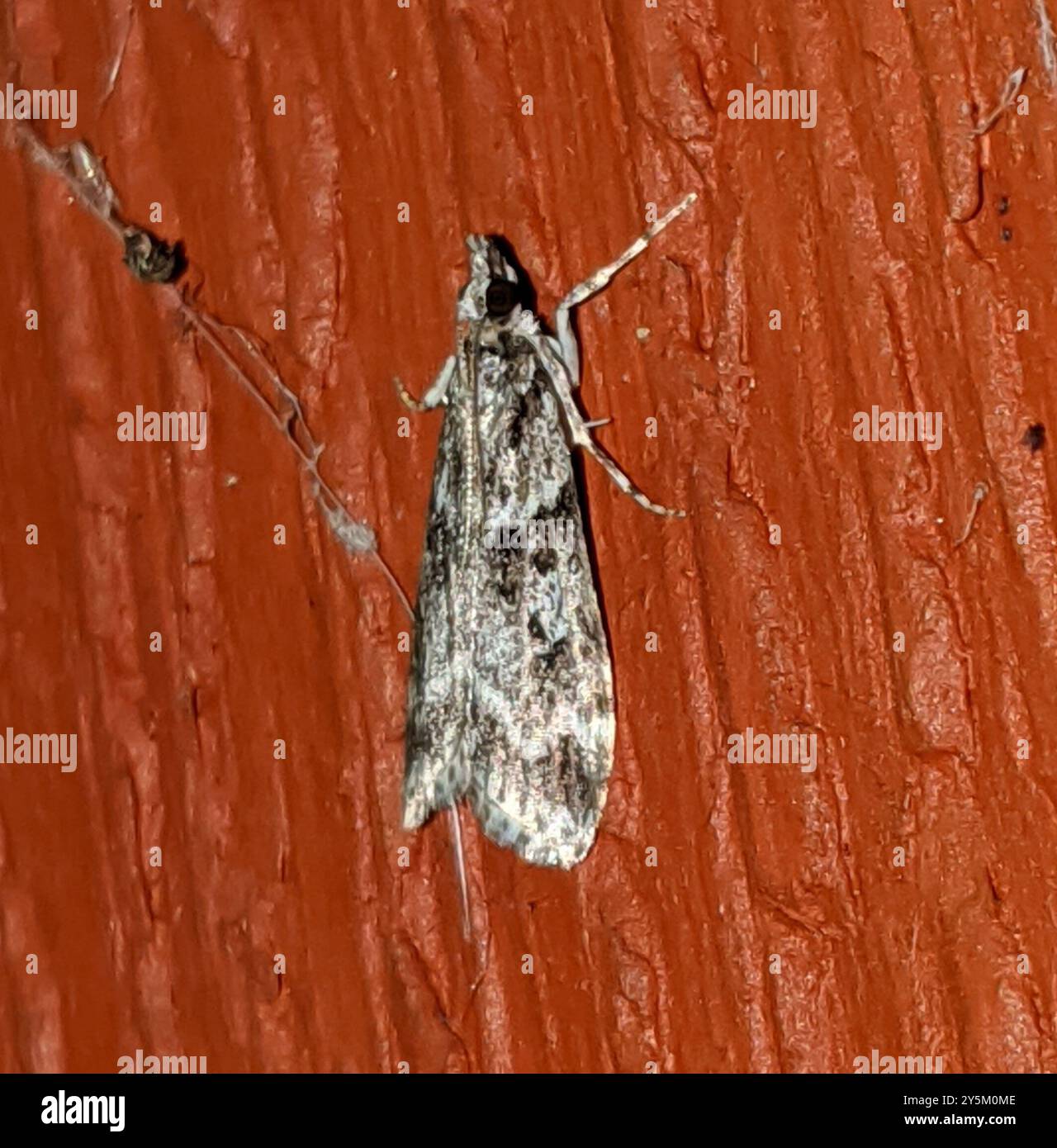 Double-striped Scoparia Moth (Scoparia biplagialis) Insecta Stock Photo ...
