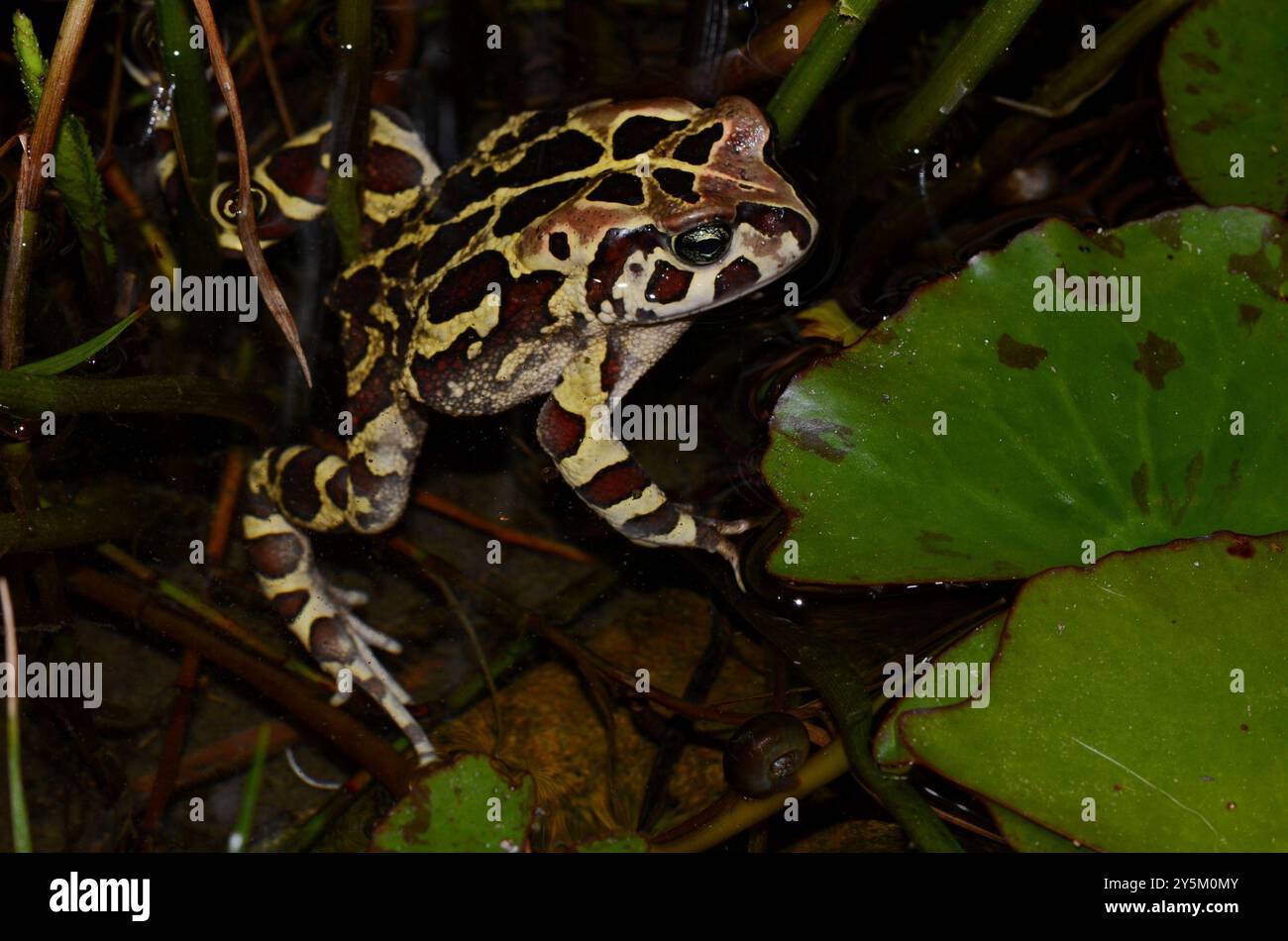 Western Leopard Toad (Sclerophrys pantherina) Amphibia Stock Photo - Alamy