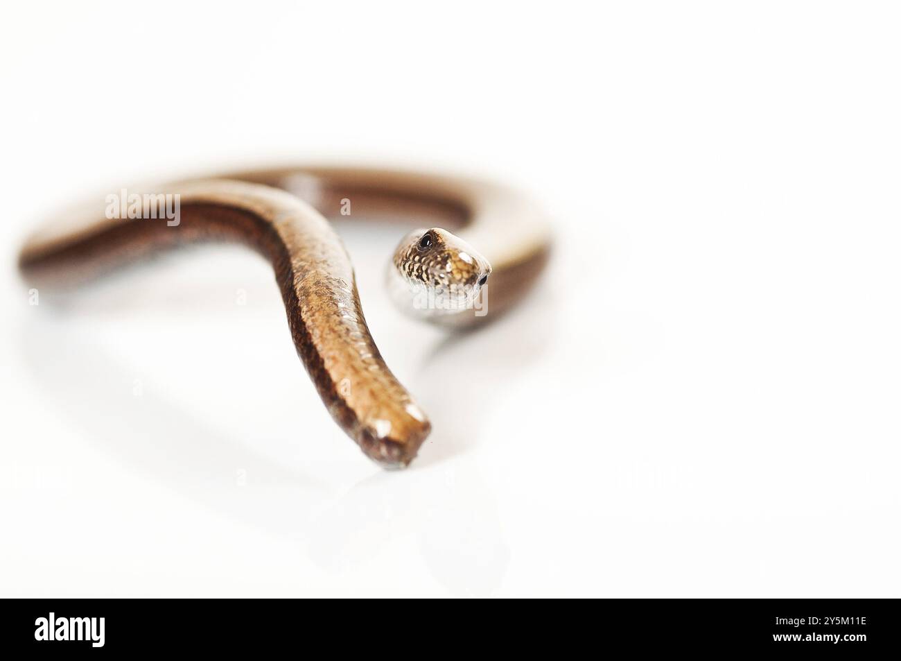 Slow worm lizard Cut Out Stock Images & Pictures - Alamy