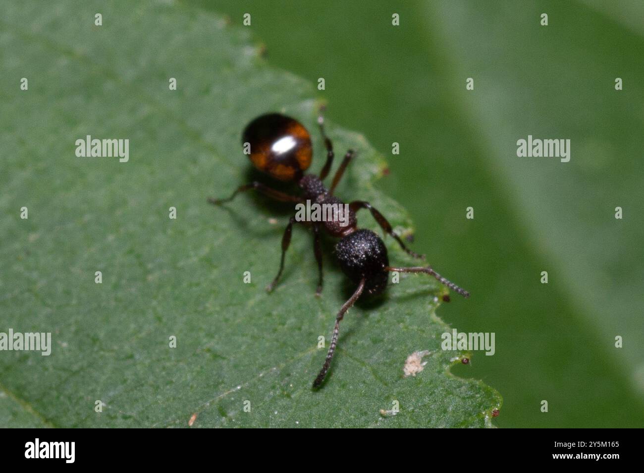 Mottled Odorous Ant (Dolichoderus plagiatus) Insecta Stock Photo - Alamy
