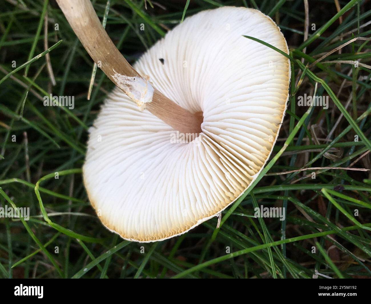 Stinking Dapperling (Lepiota cristata) Fungi Stock Photo - Alamy