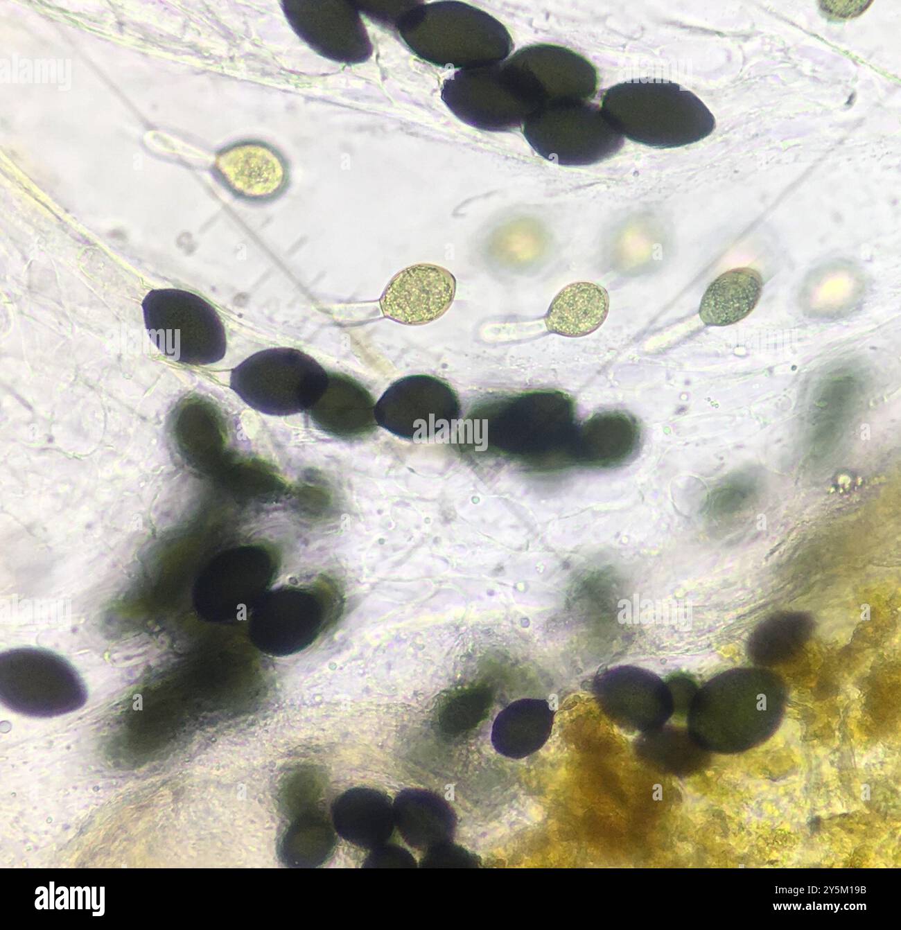 (Podospora pyriformis) Fungi Stock Photo - Alamy