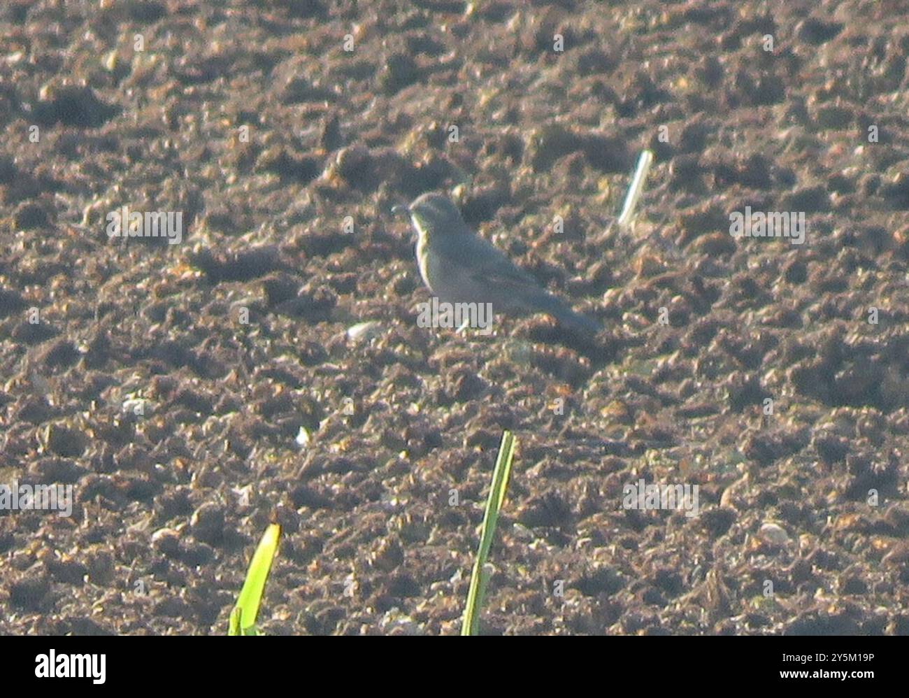Buff-winged Cinclodes (Cinclodes fuscus) Aves Stock Photo - Alamy