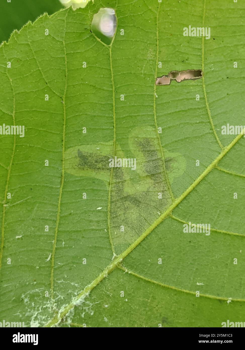 Pecan Leafminer Moth (Cameraria caryaefoliella) Insecta Stock Photo - Alamy