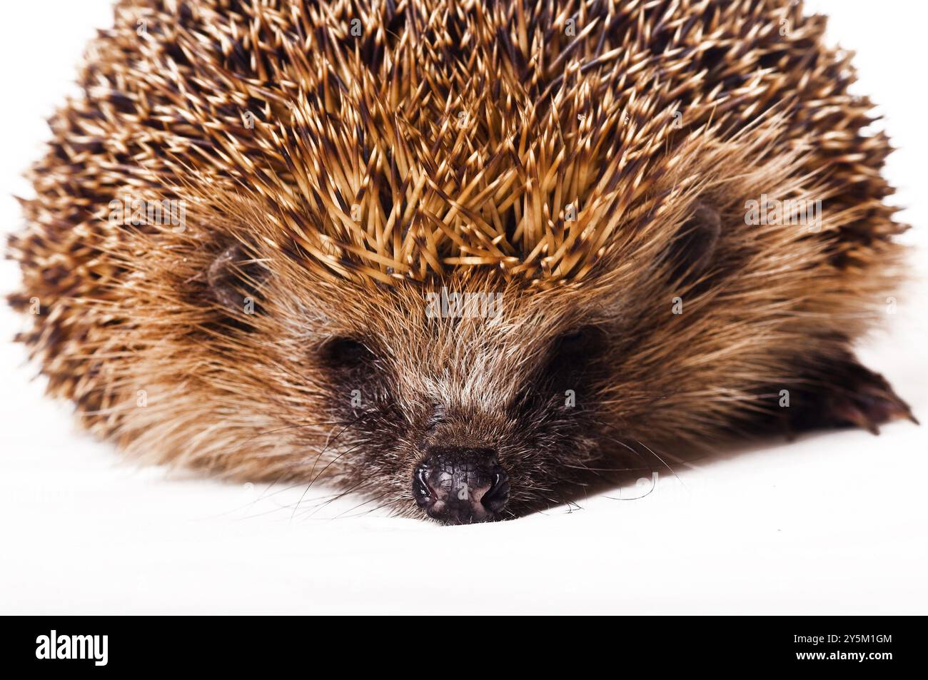 Photo hedgehog in studio hi-res stock photography and images - Alamy