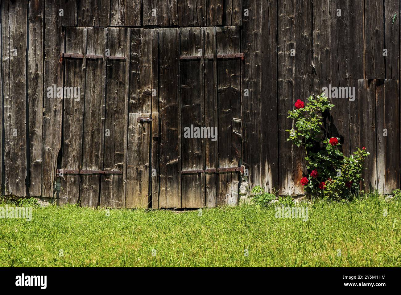 Old barn in blooming hi-res stock photography and images - Alamy