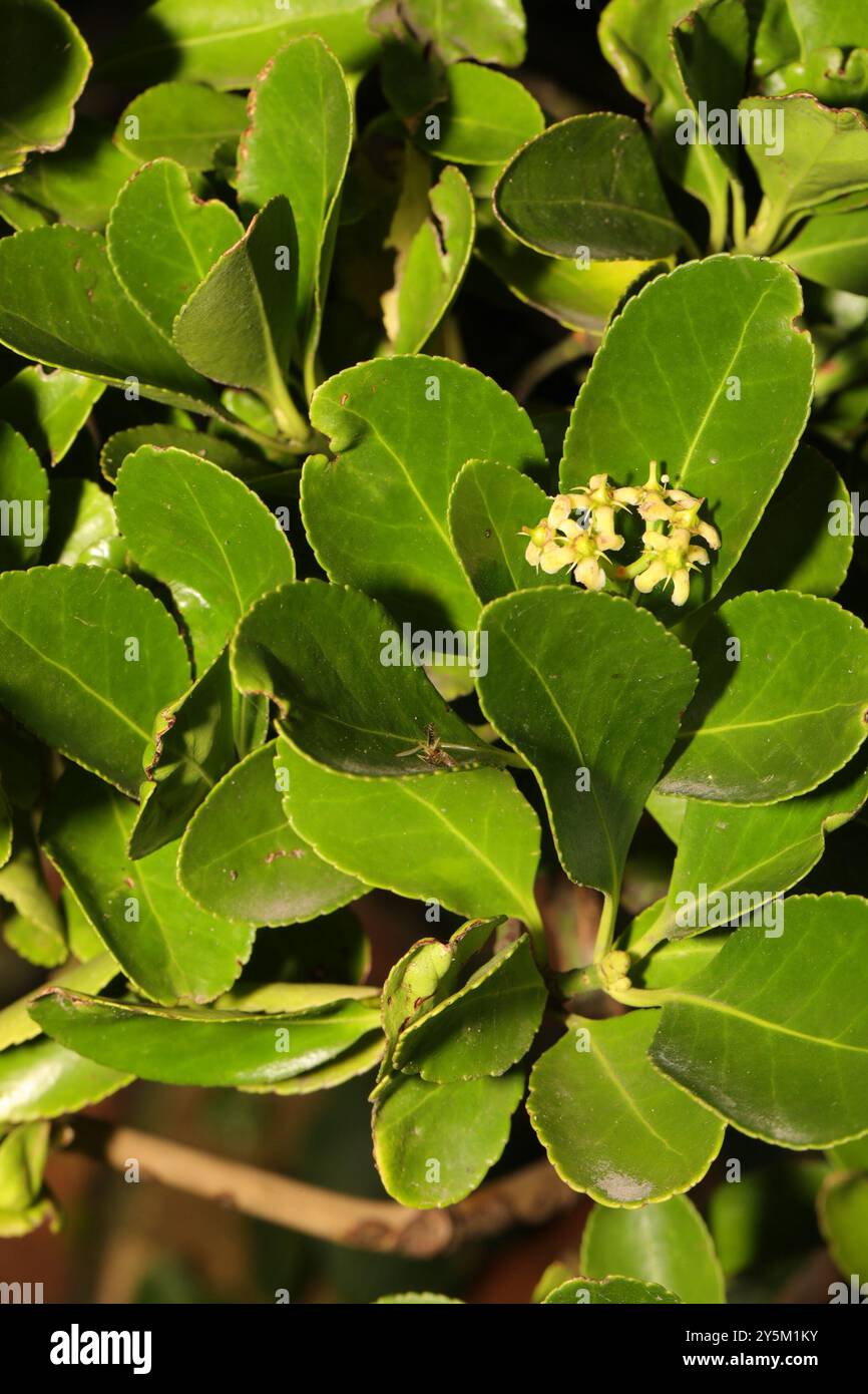 Japanese spindle tree (Euonymus japonicus) Plantae Stock Photo - Alamy