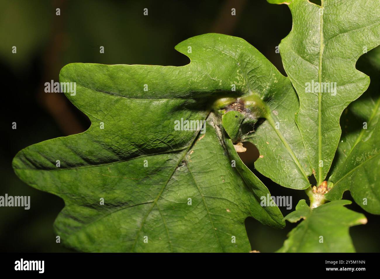 Oak Curved-leaf Gall Wasp (Andricus curvator) Insecta Stock Photo - Alamy