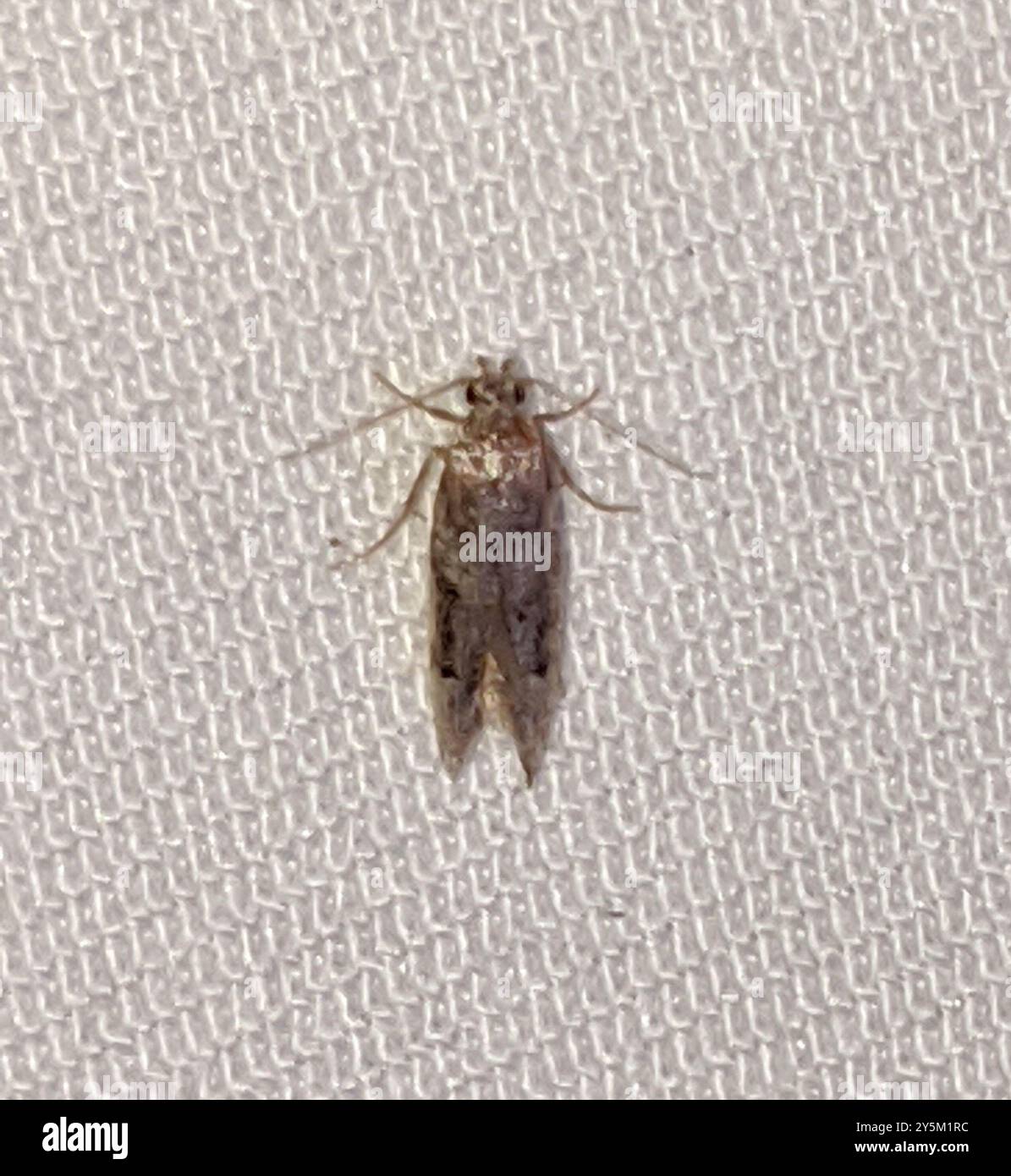 Curved-horn Moths (Gelechioidea) Insecta Stock Photo - Alamy