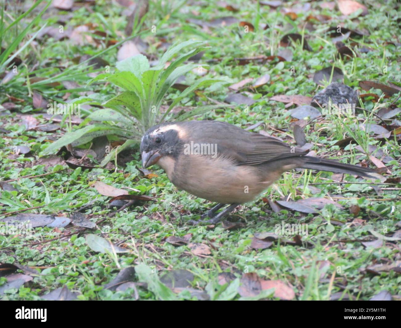 Golden-billed Saltator (Saltator aurantiirostris) Aves Stock Photo - Alamy