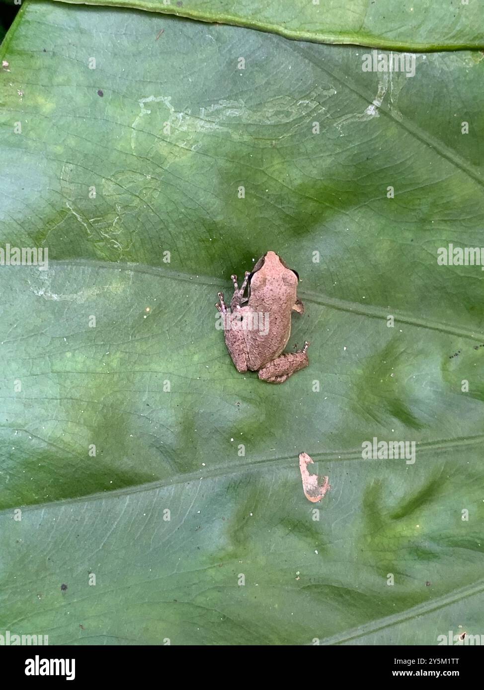 Robust Kajika Frog (Buergeria robusta) Amphibia Stock Photo - Alamy