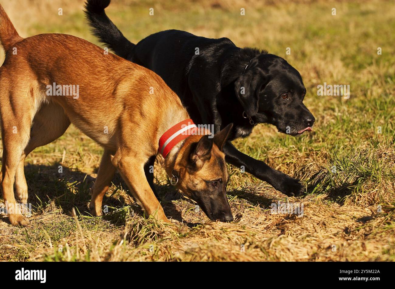 Malinois mix hi-res stock photography and images - Alamy
