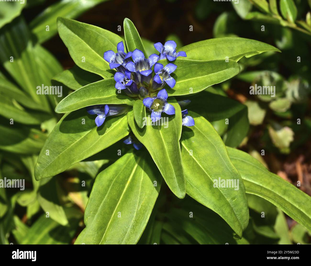 Cross leaved gentians hi-res stock photography and images - Alamy