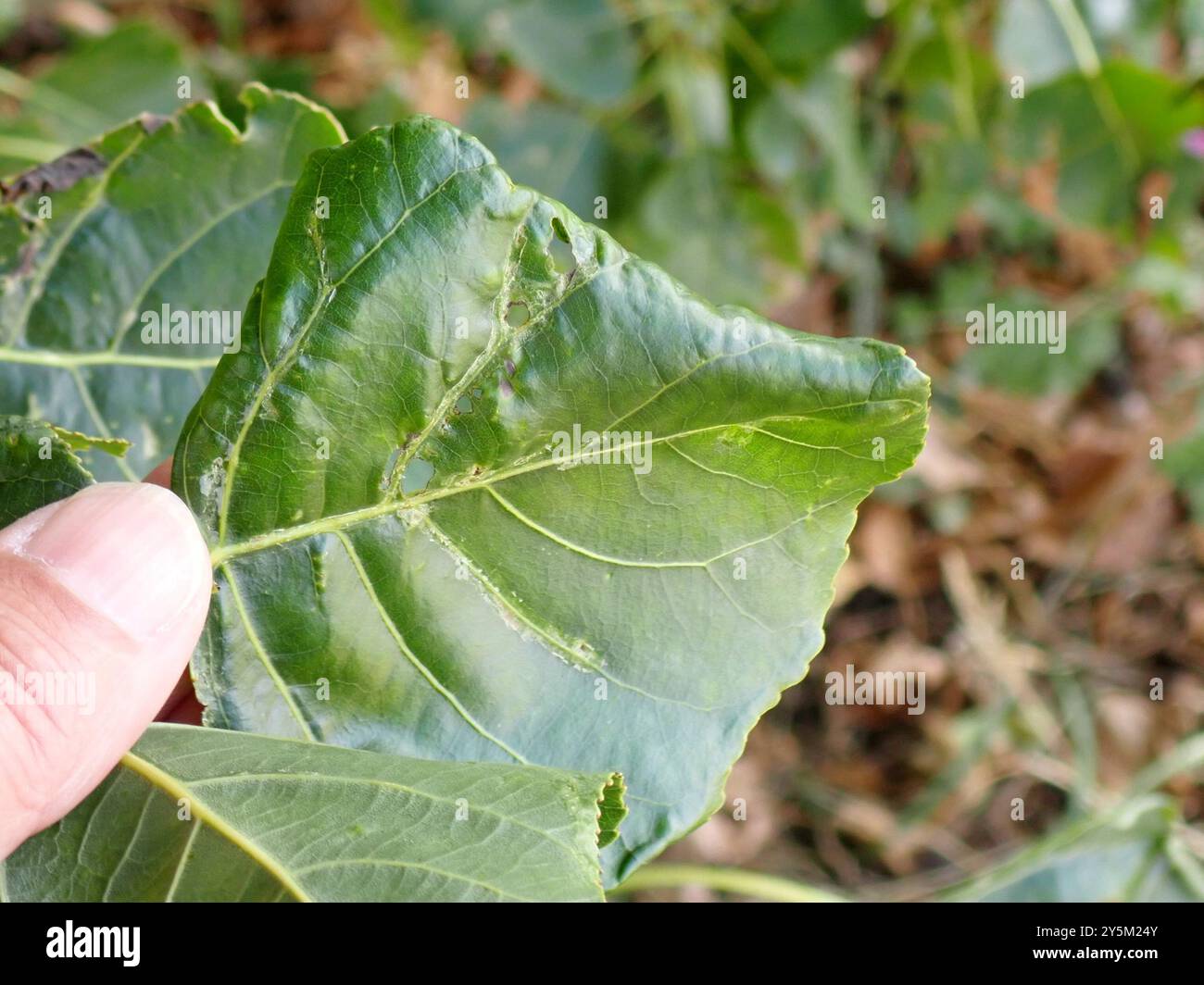 Hybrid Black-poplar (Populus × canadensis) Plantae Stock Photo - Alamy
