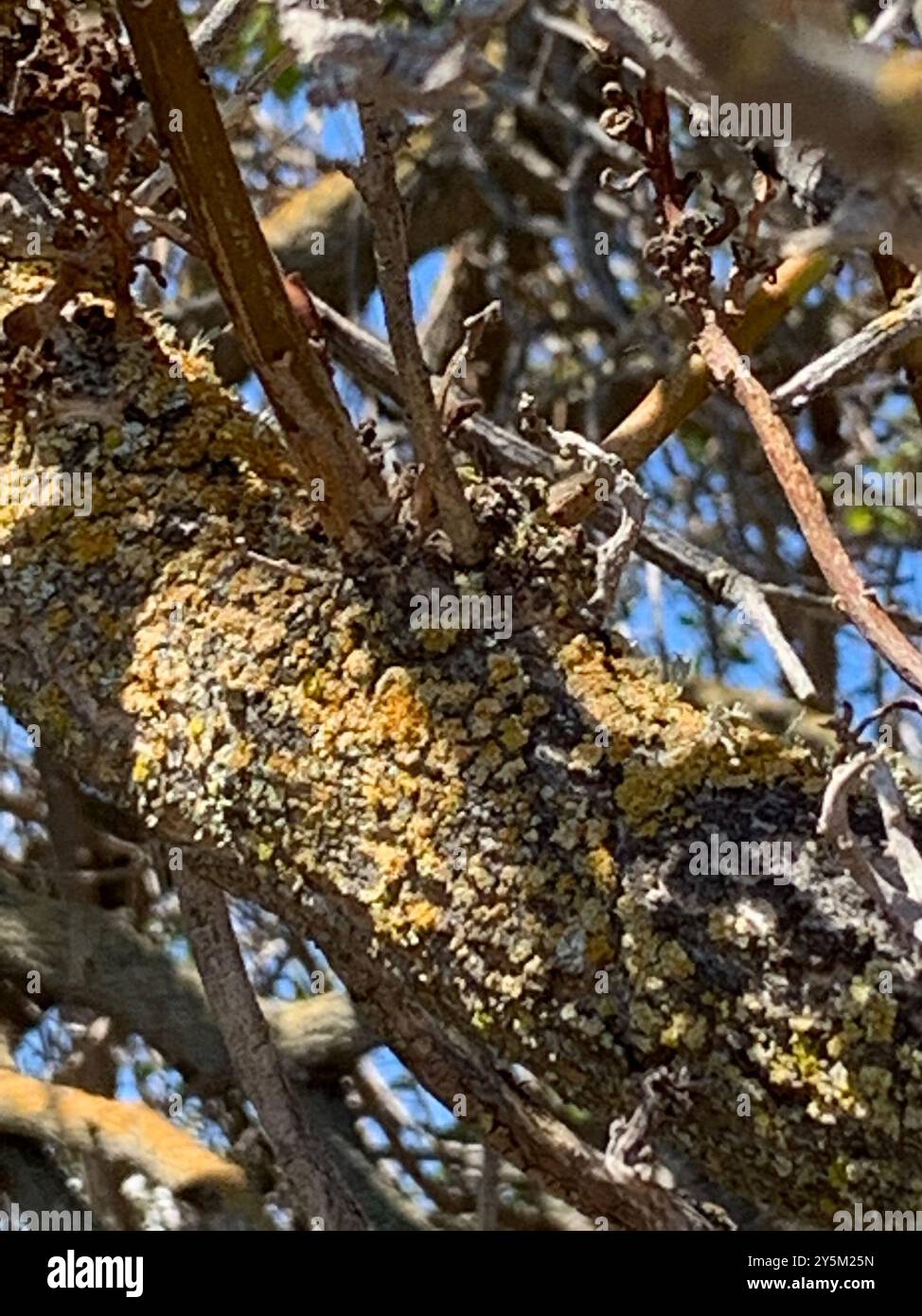 Pin-cushion Sunburst Lichen (Polycauliona polycarpa) Fungi Stock Photo ...