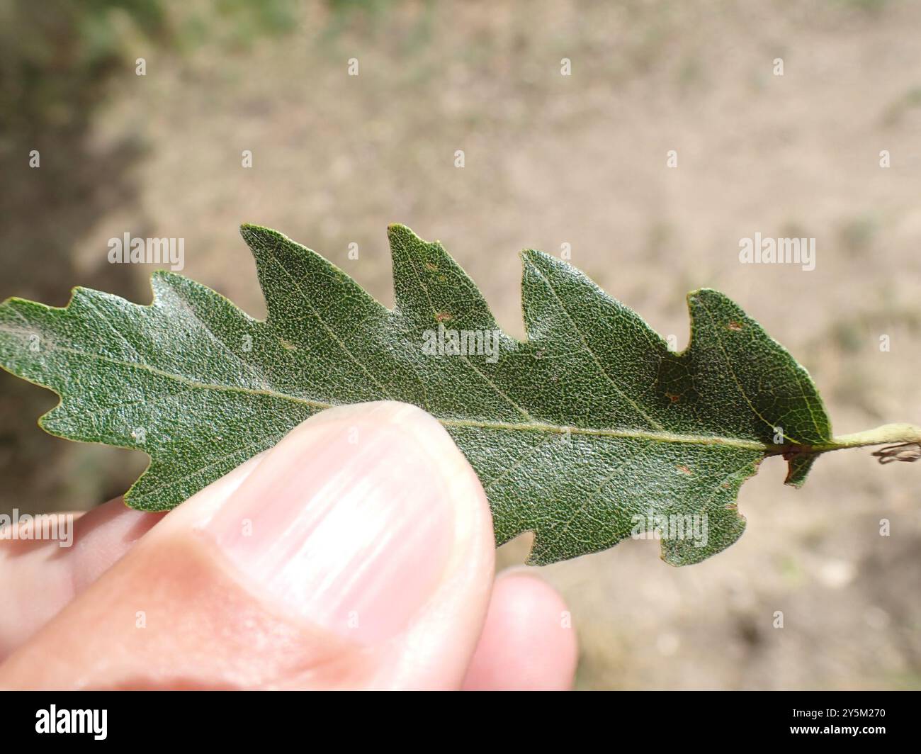 Turkey Oak (Quercus cerris) Plantae Stock Photo - Alamy