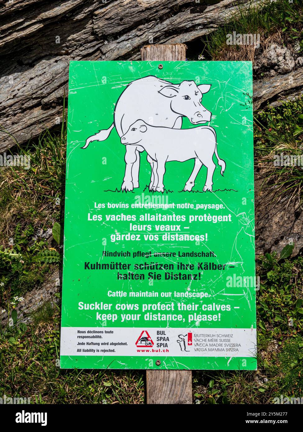 Warning sign, keep distance of suckler cows protecting their calves ...