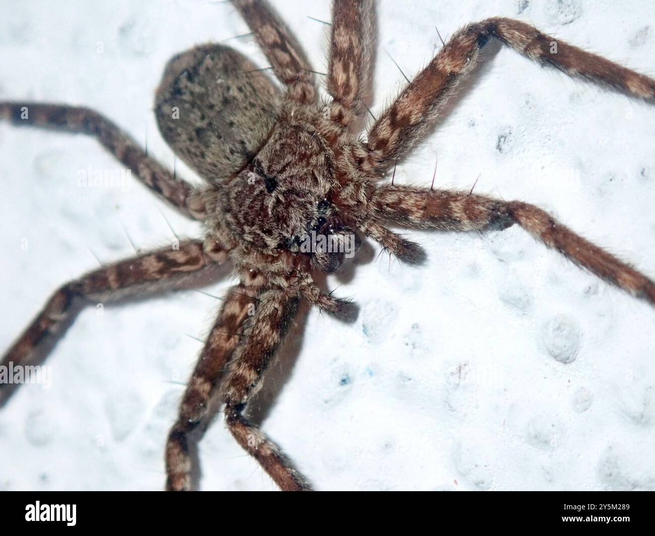 Crescent-eyed Spiders (Selenops) Arachnida Stock Photo - Alamy