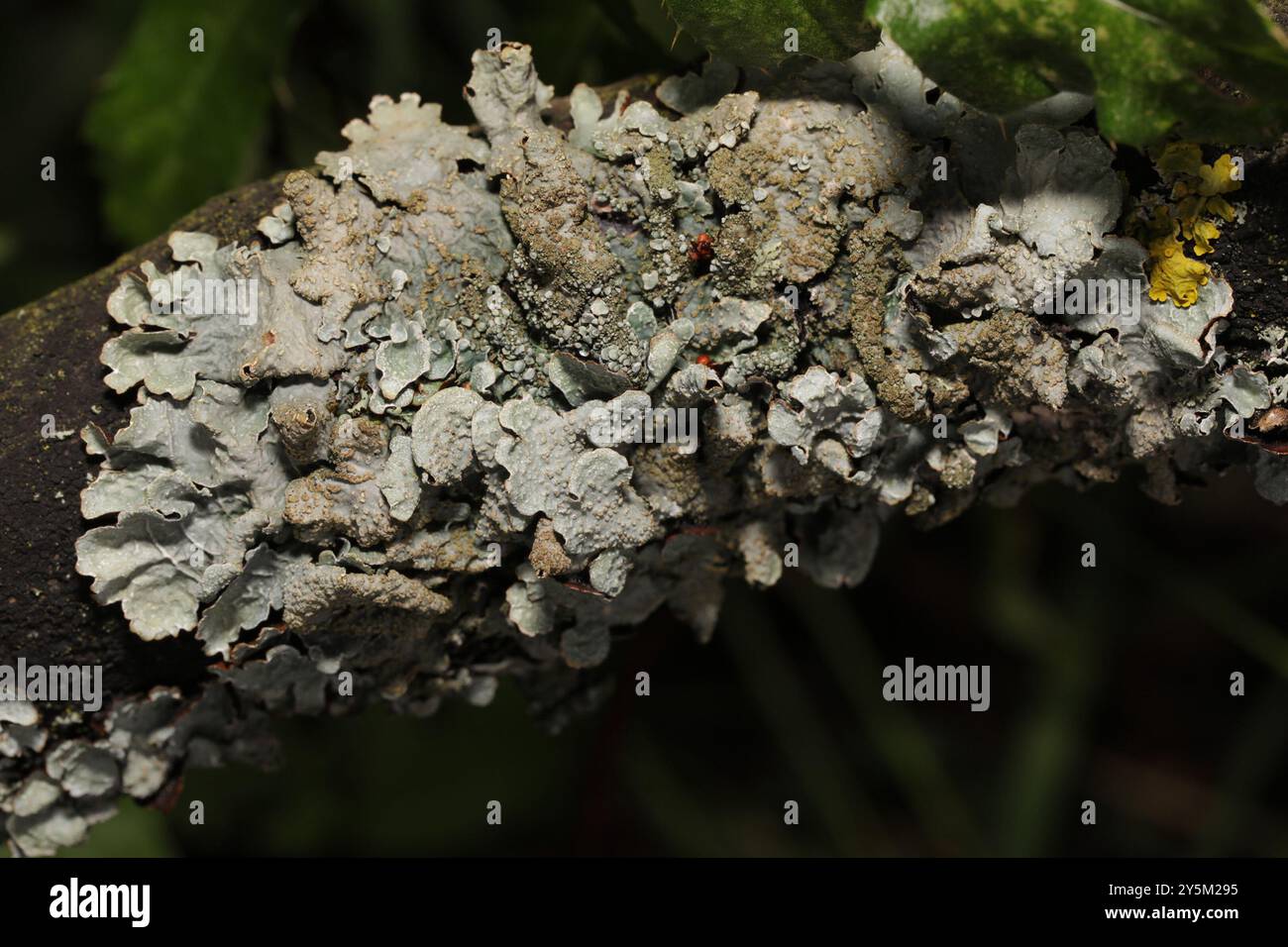 shield lichen (Parmelia sulcata) Fungi Stock Photo - Alamy