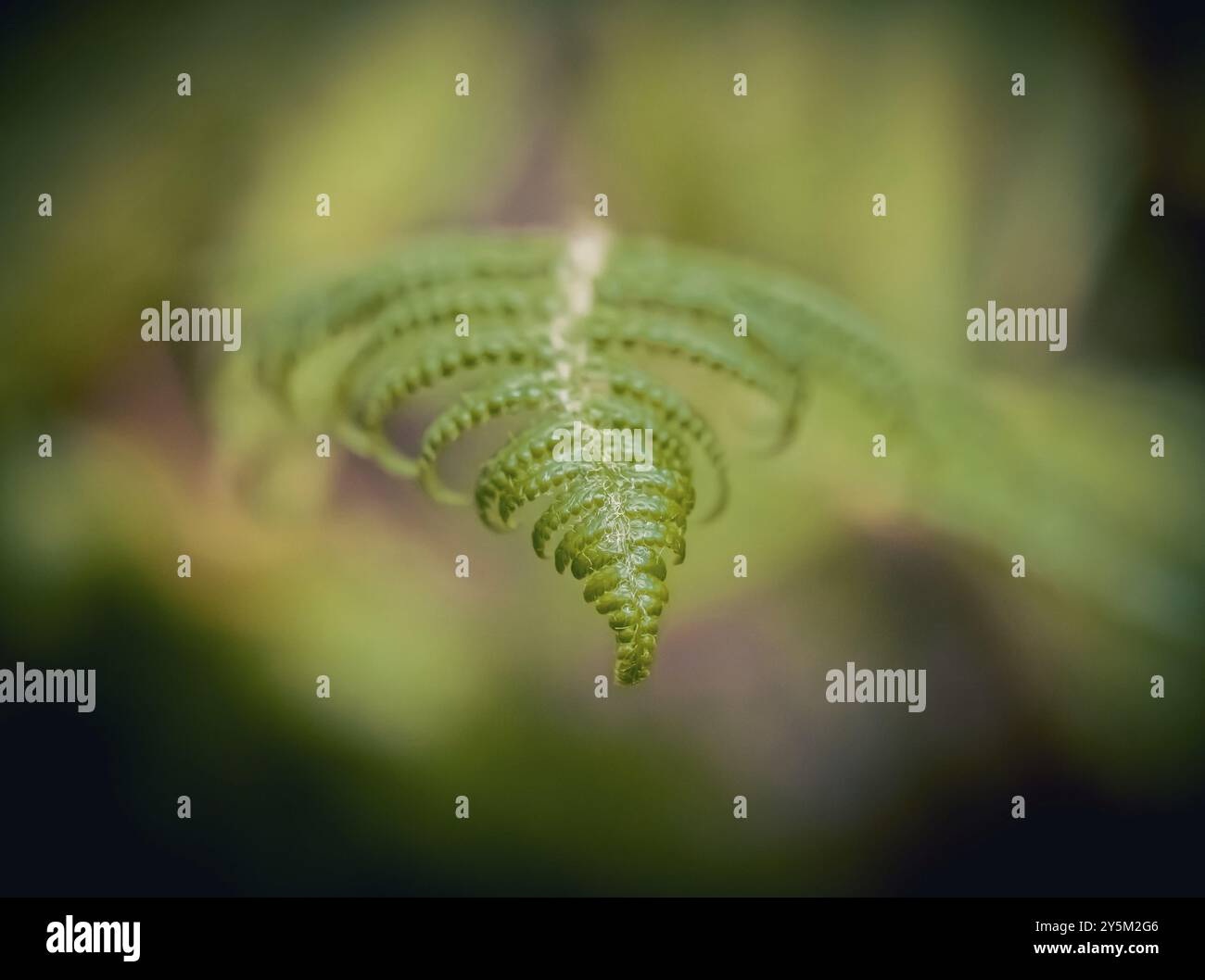 Forked fern hi-res stock photography and images - Alamy