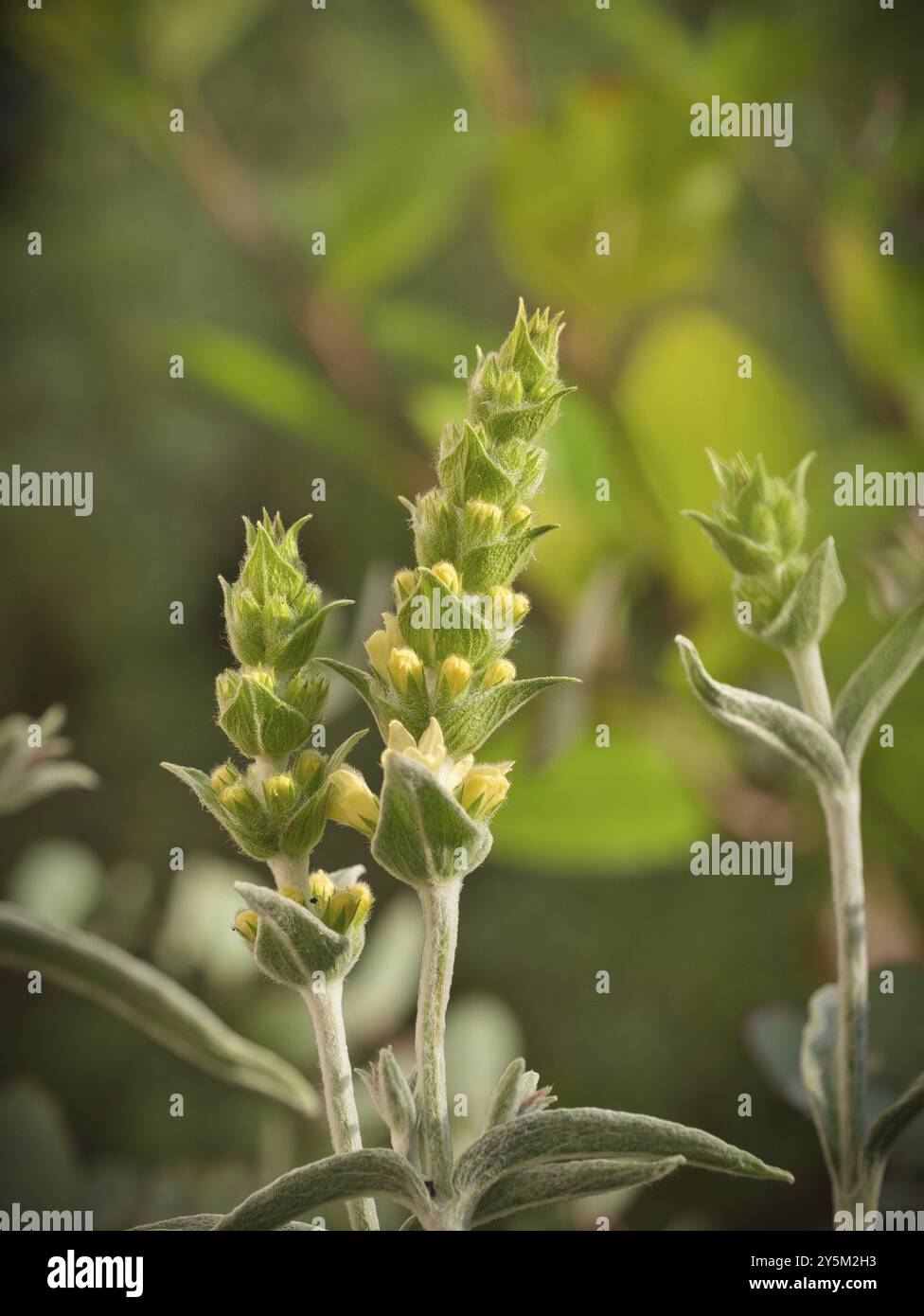 Sideritis plant greek mountain hi-res stock photography and images - Alamy