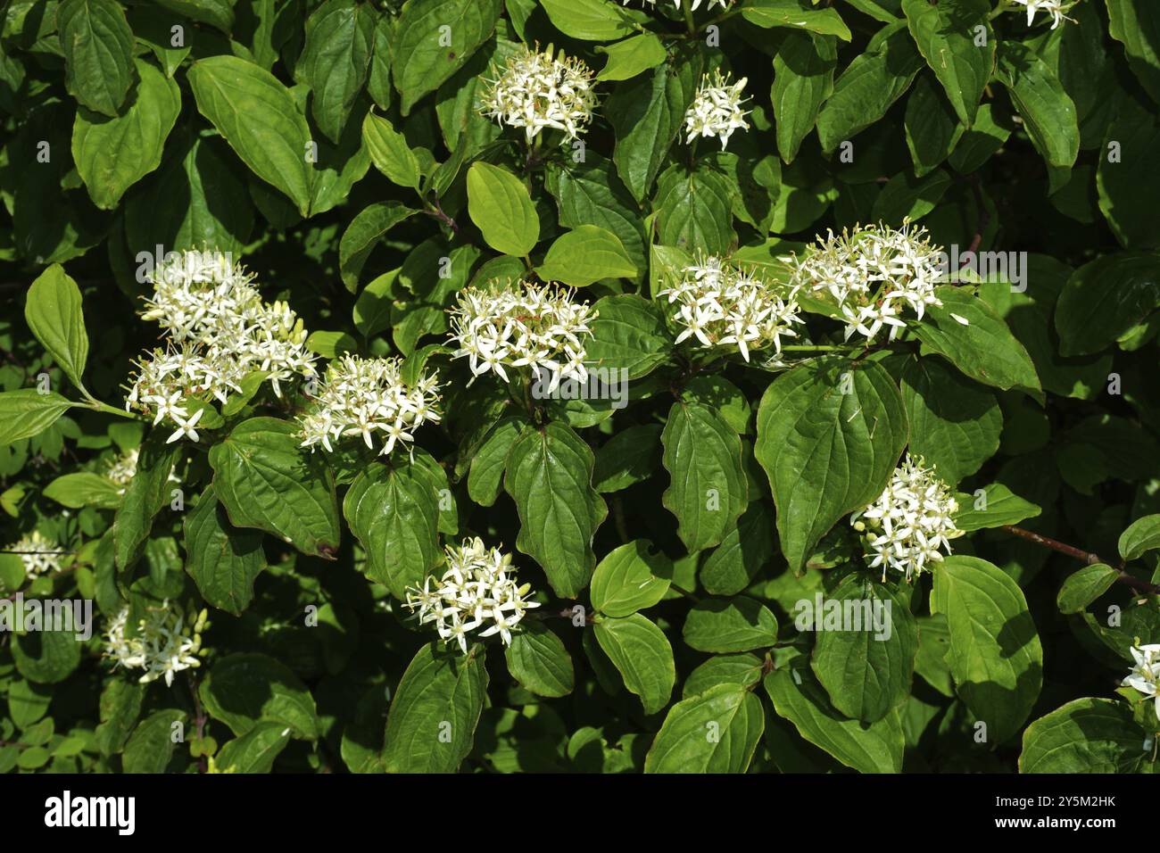 Common Dogwood, Cornus sanguinea, blood-twig dogwood, inflorescence ...