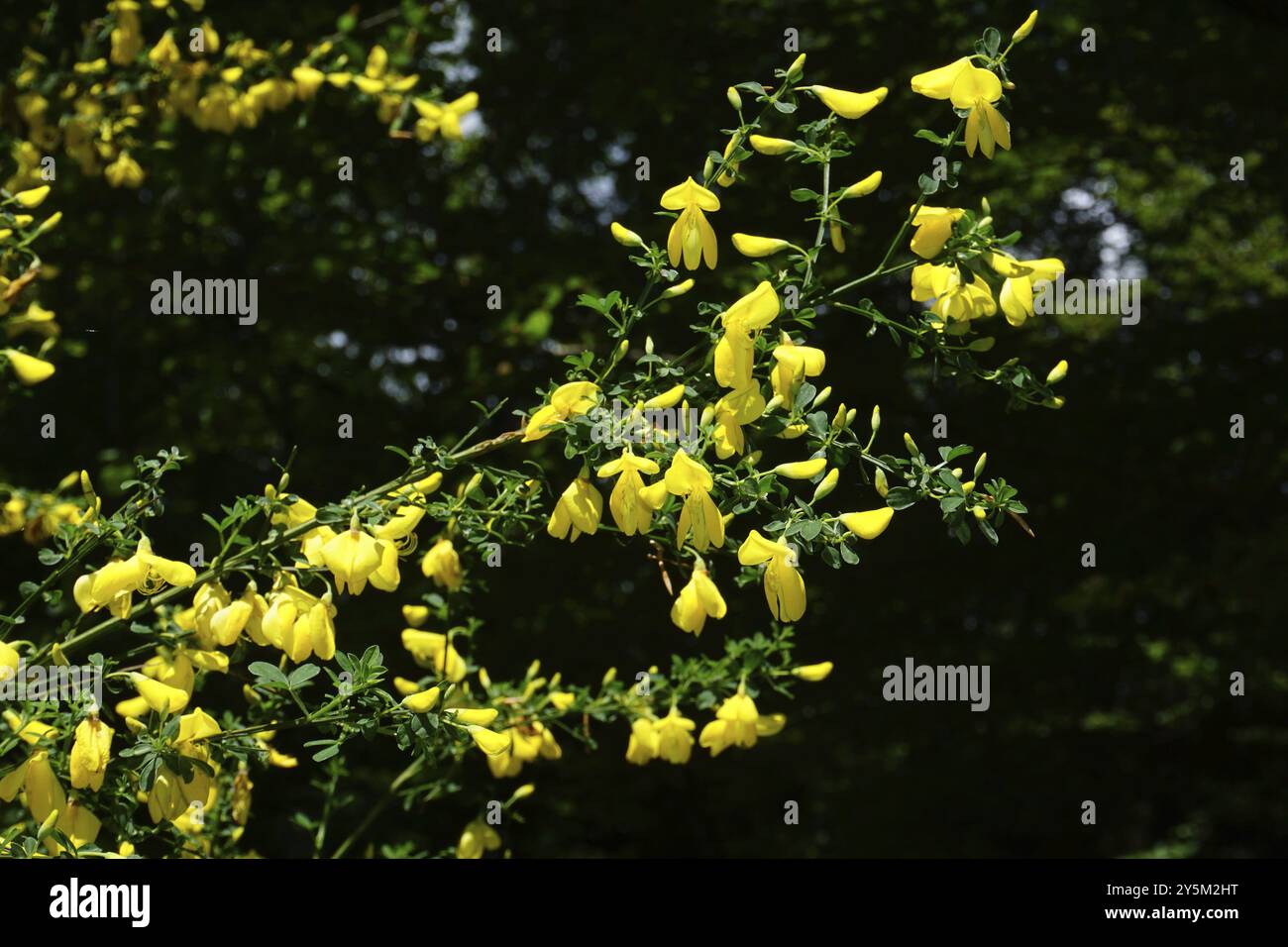 Common broom, Cytisus scoparius, common broom, Scotch broom Stock Photo ...