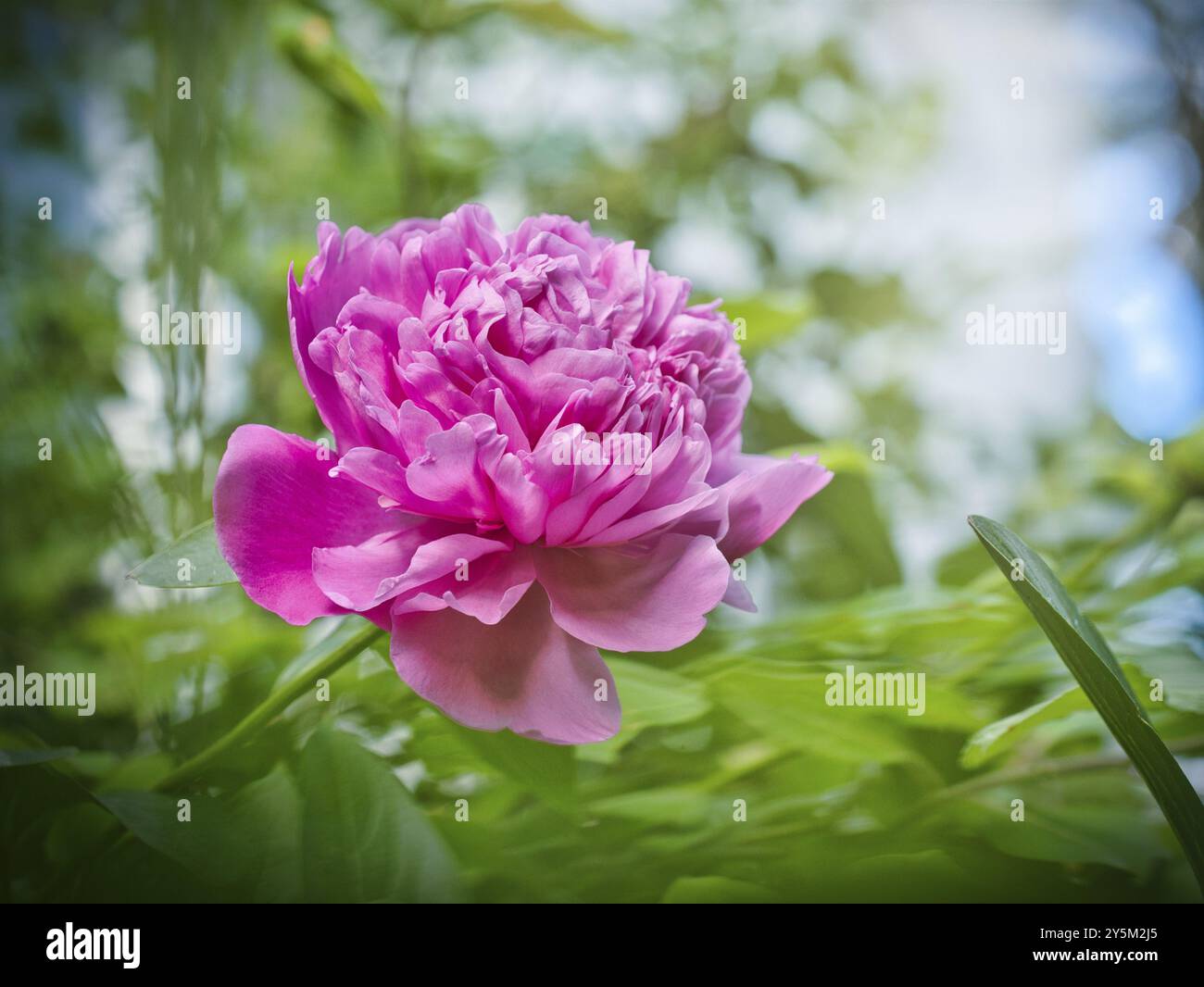 European peonies hi-res stock photography and images - Alamy