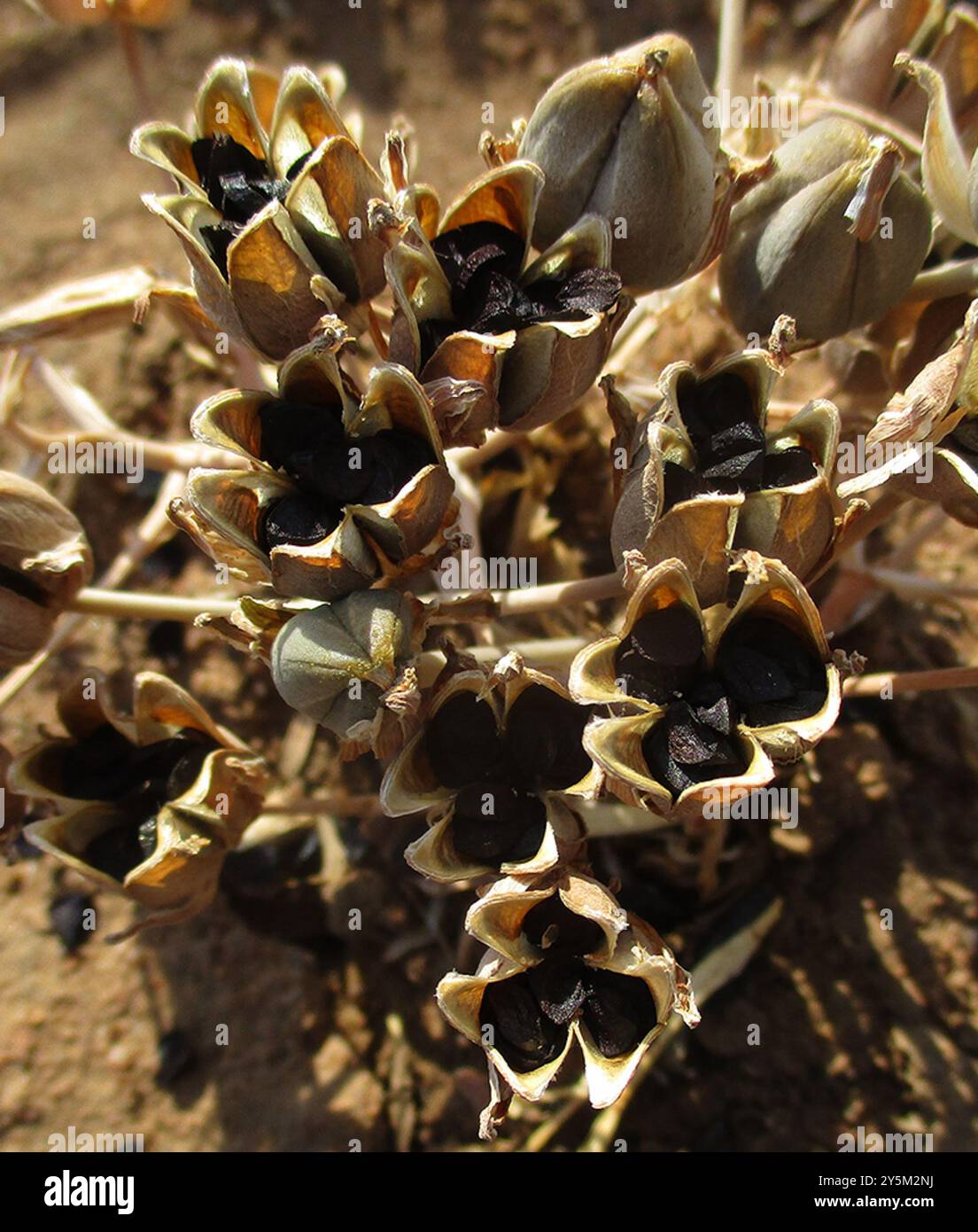 Thick Slime-lily (Albuca setosa) Plantae Stock Photo - Alamy