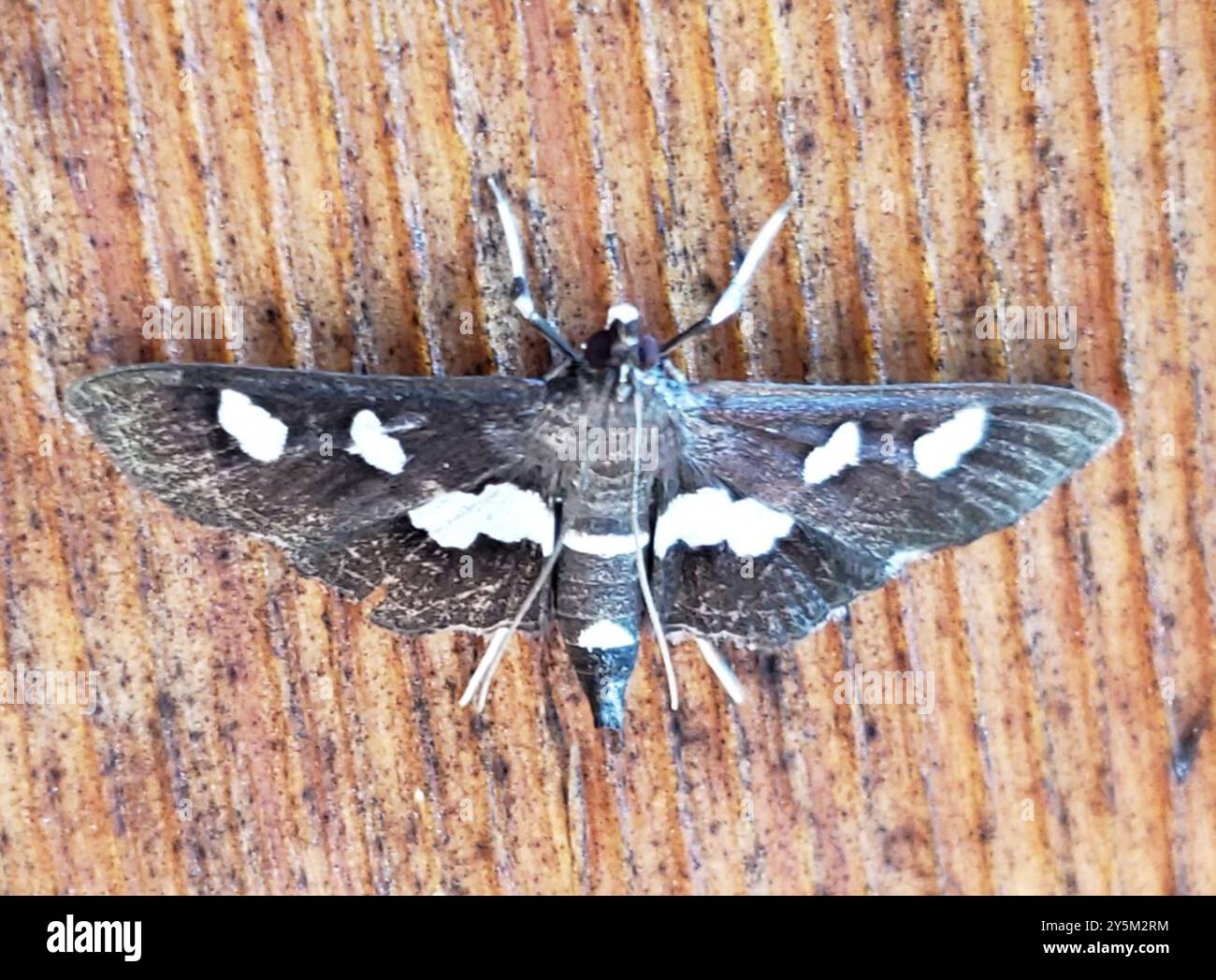 Grape Leaffolder Moth (Desmia funeralis) Insecta Stock Photo - Alamy