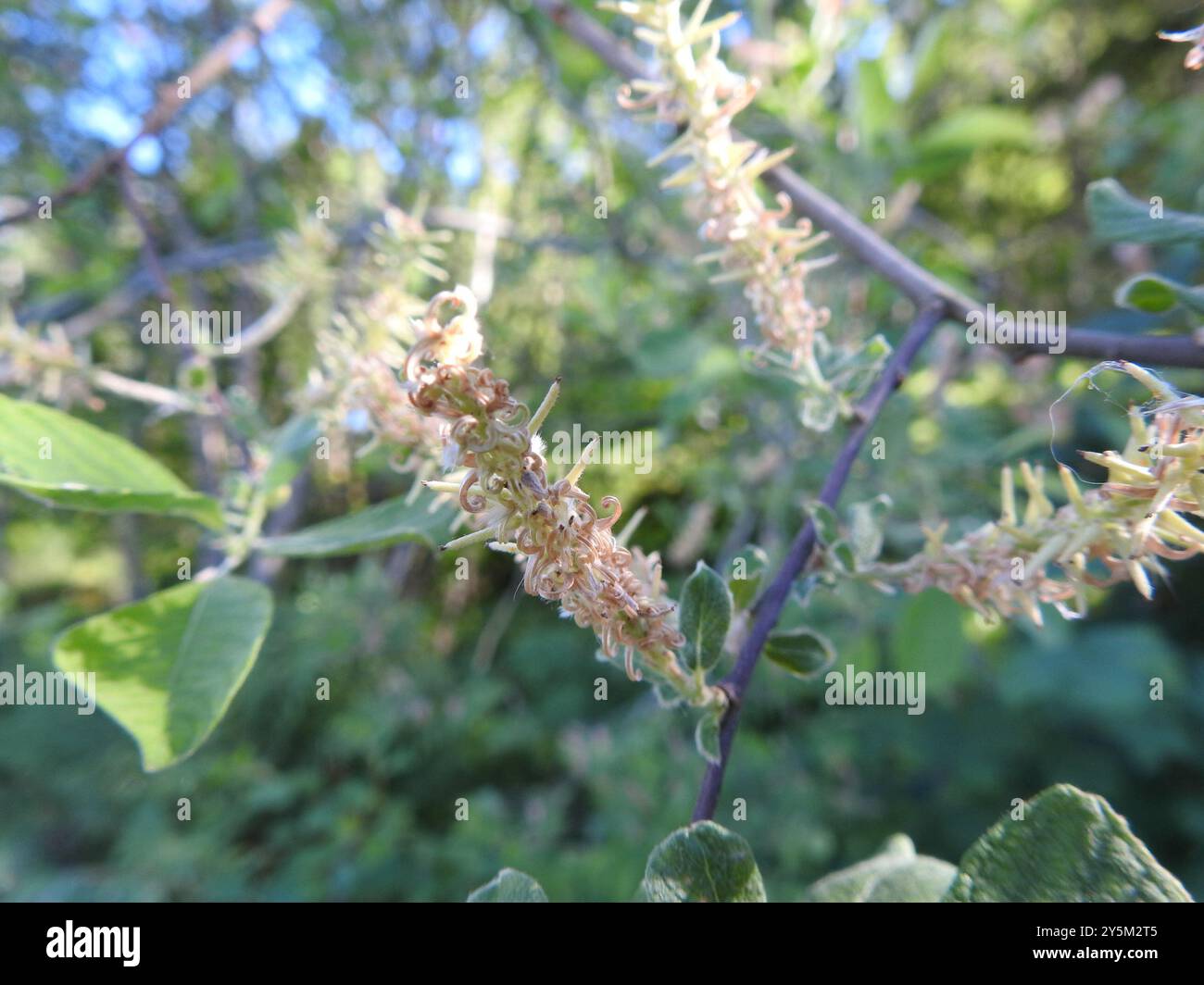 Eared Willow (Salix aurita) Plantae Stock Photo - Alamy