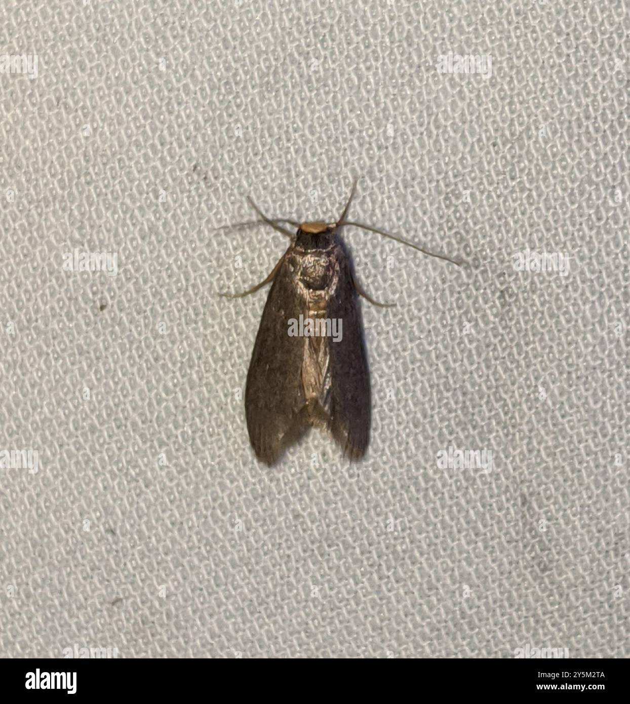 Lesser wax moth hi-res stock photography and images - Alamy