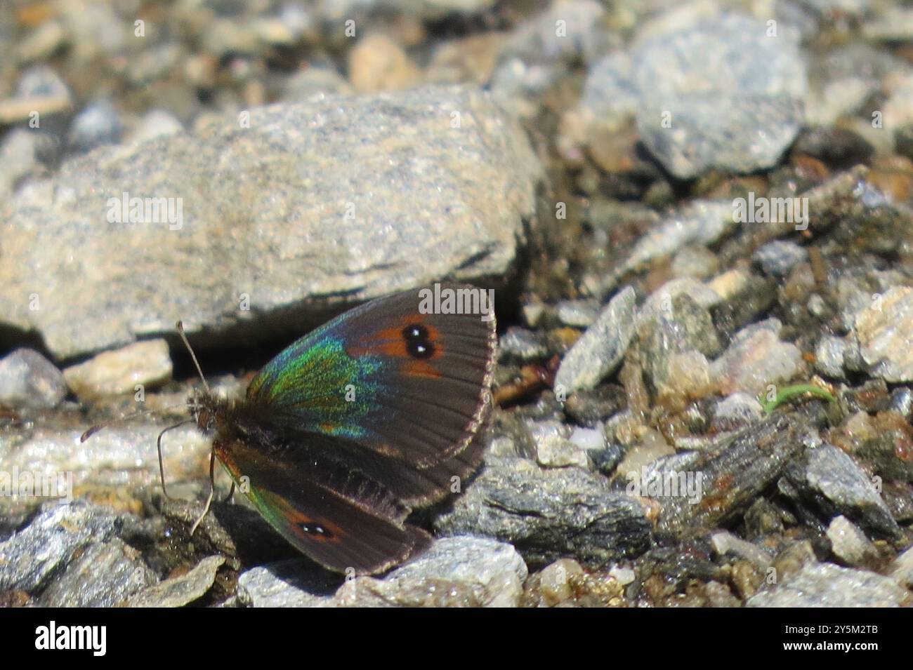 Common Brassy Ringlet (Erebia cassioides) Insecta Stock Photo - Alamy
