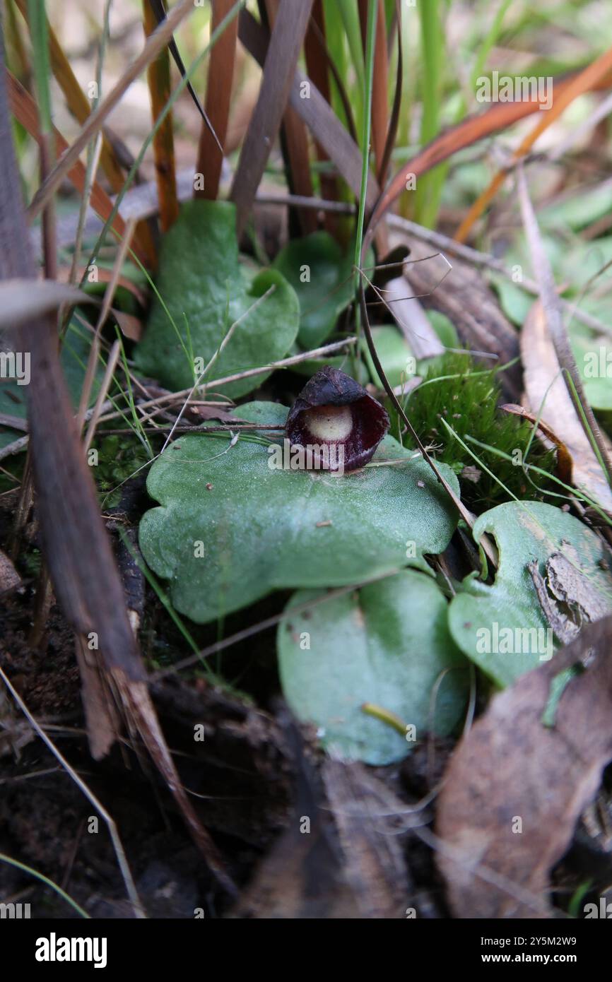 slaty helmet-orchid (Corybas incurvus) Plantae Stock Photo - Alamy