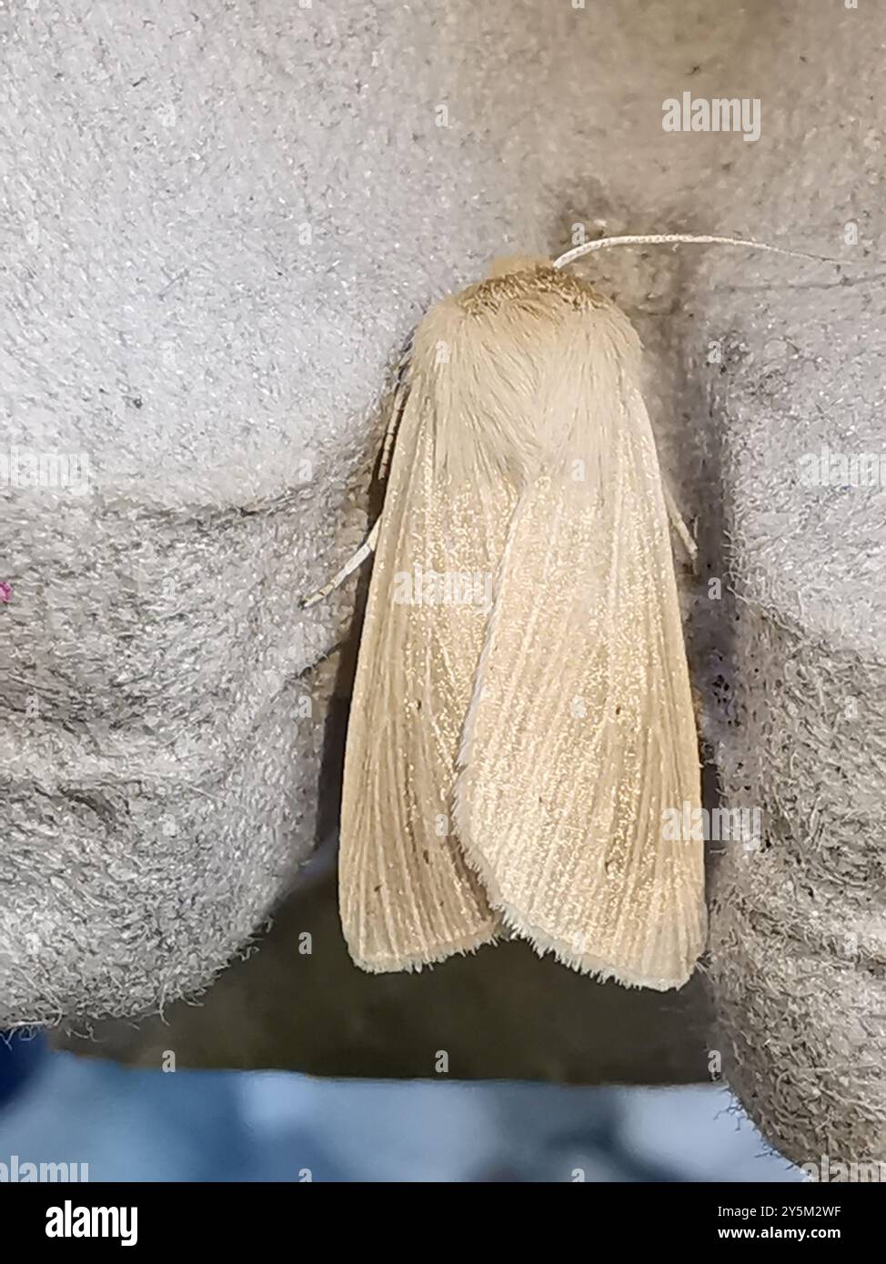 Common Wainscot (Mythimna pallens) Insecta Stock Photo - Alamy